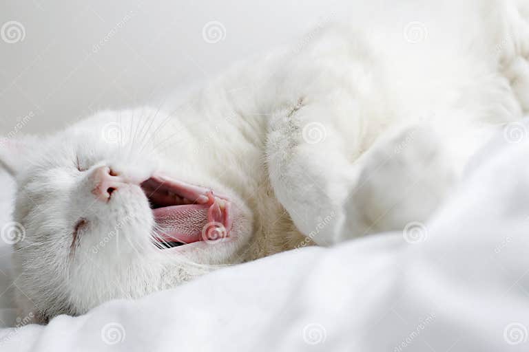 White cat stock image. Image of comfortable, peaceful - 3632859