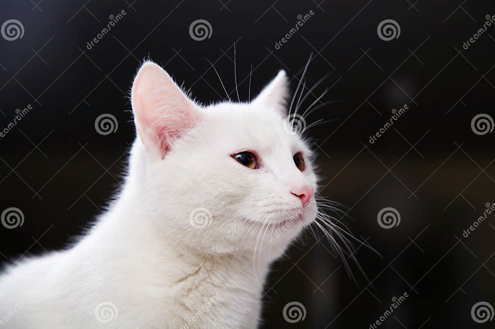 White cat stock image. Image of curious, puss, moustache - 3999563