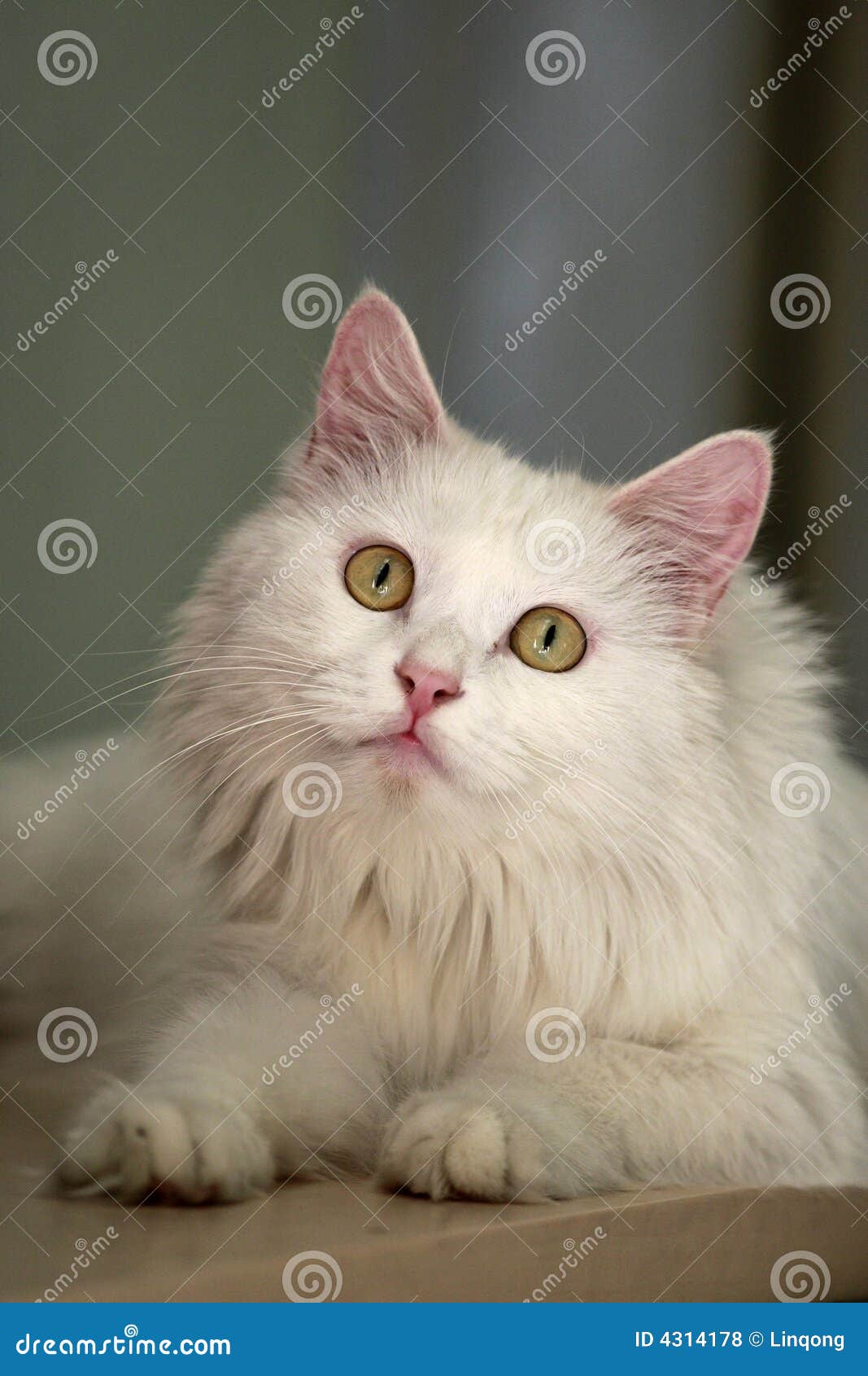 White cat stock photo. Image of kitty, animal, feline - 4314178