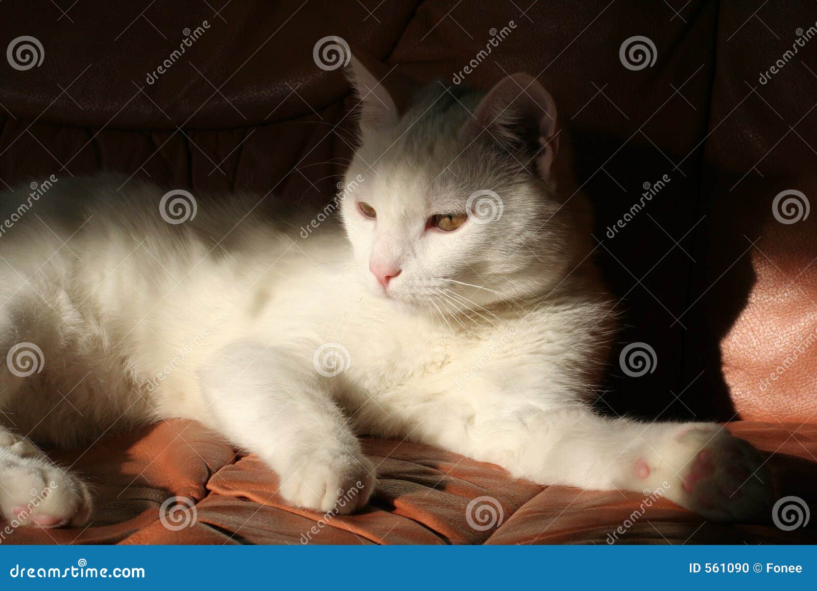 White cat stock photo. Image of comfortable, kitty, waiting - 561090