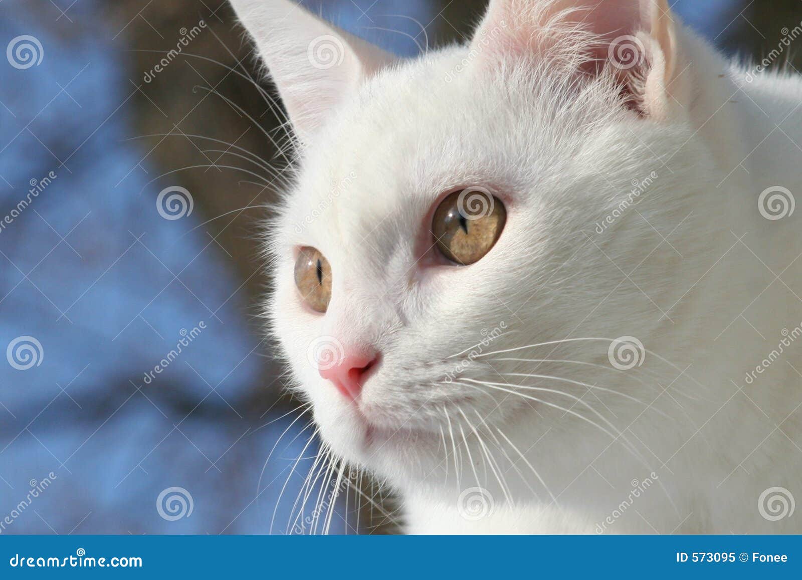 White cat stock image. Image of thought, flawless, kitty - 573095