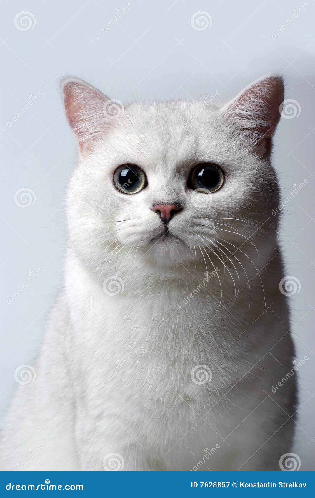 White cat stock image. Image of pets, background, sight - 7628857