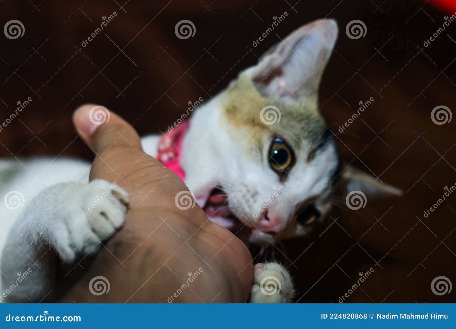 White Cat is Biting a Human`s Hand. Beautiful Cute Cat Playing with ...
