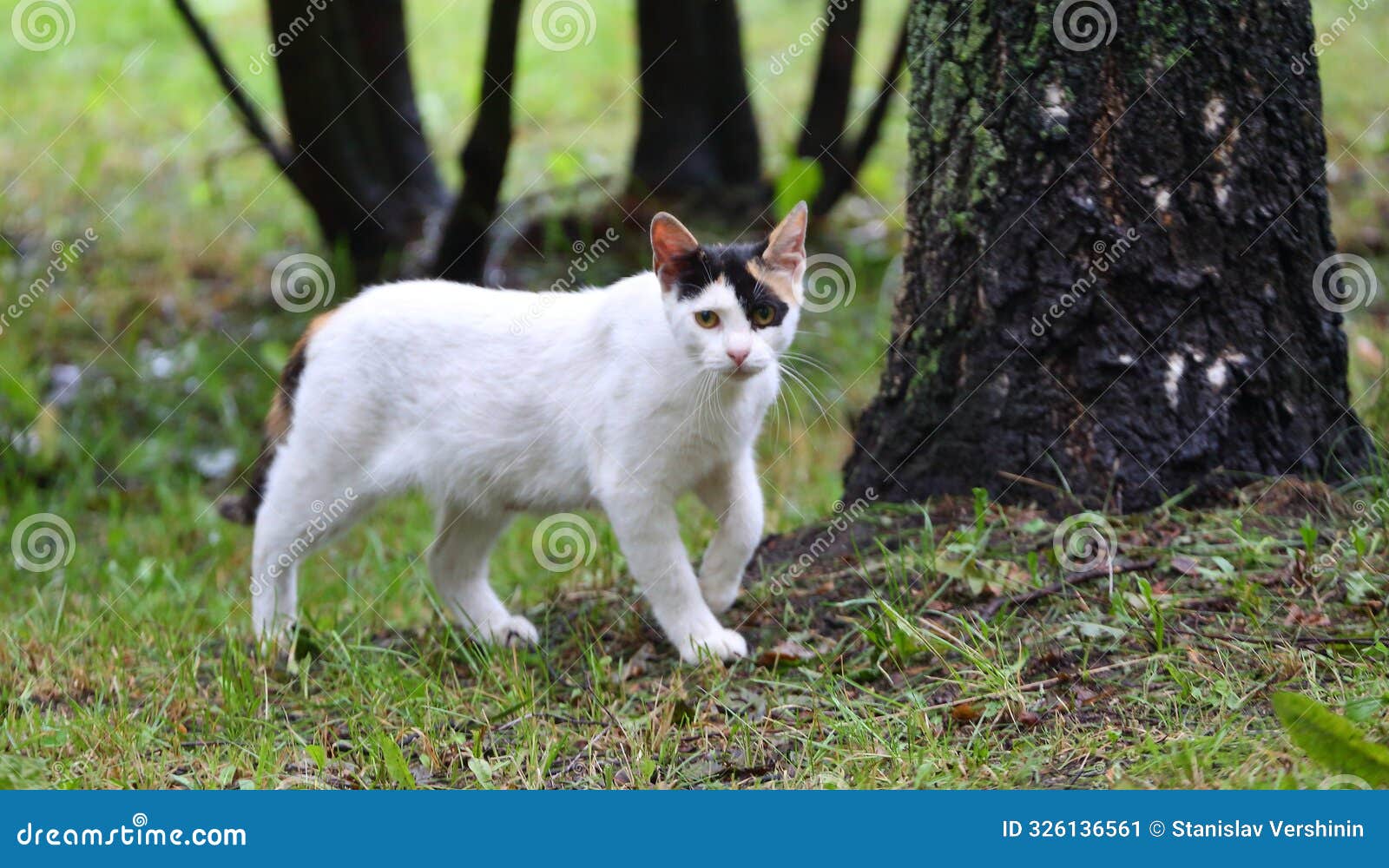 White Cat with Black Bangs Walks on the Grass Wet after the Rain Stock ...