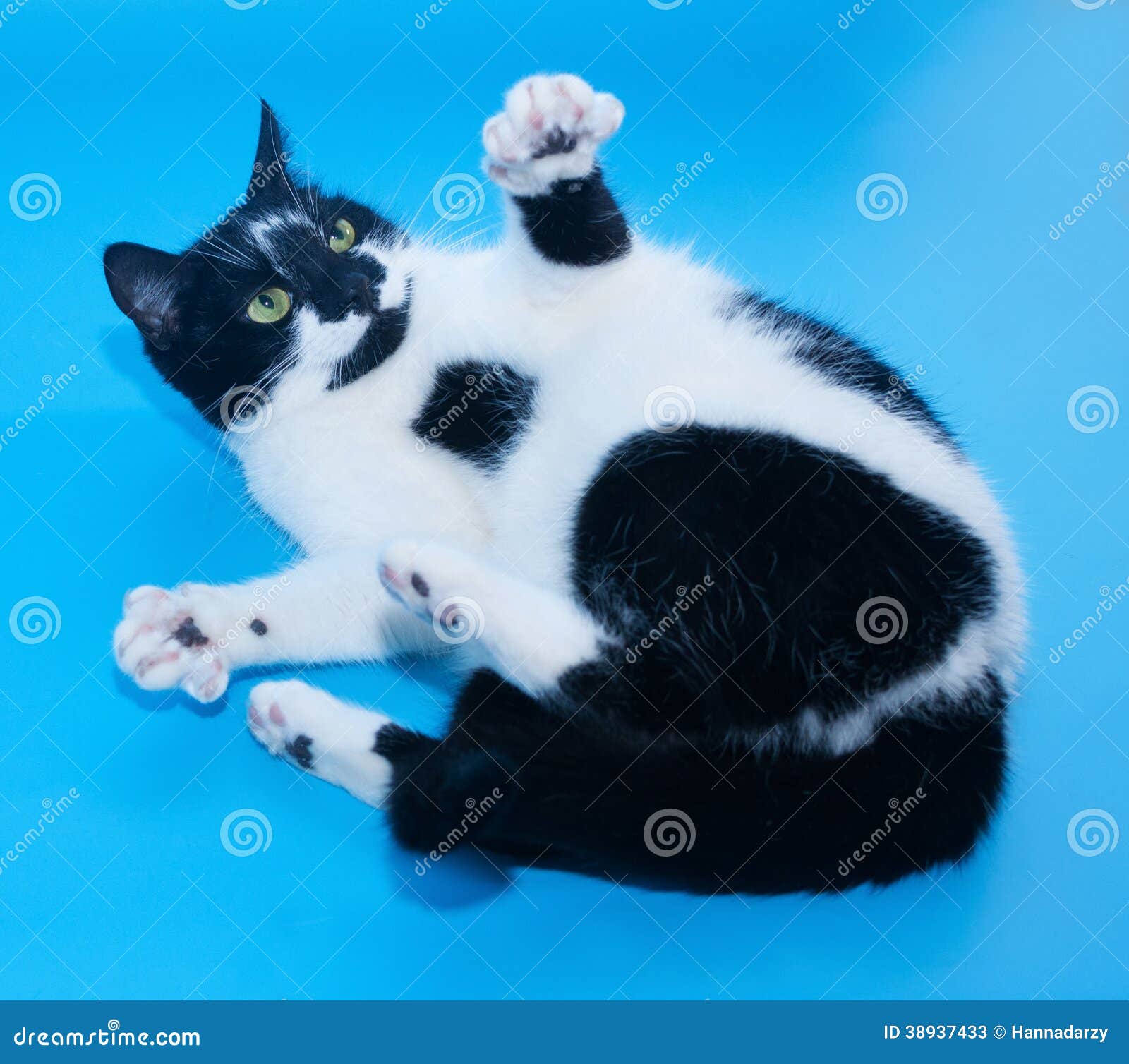 White Cat with Black Spots Lies Outstretched Paws Stock Image - Image ...