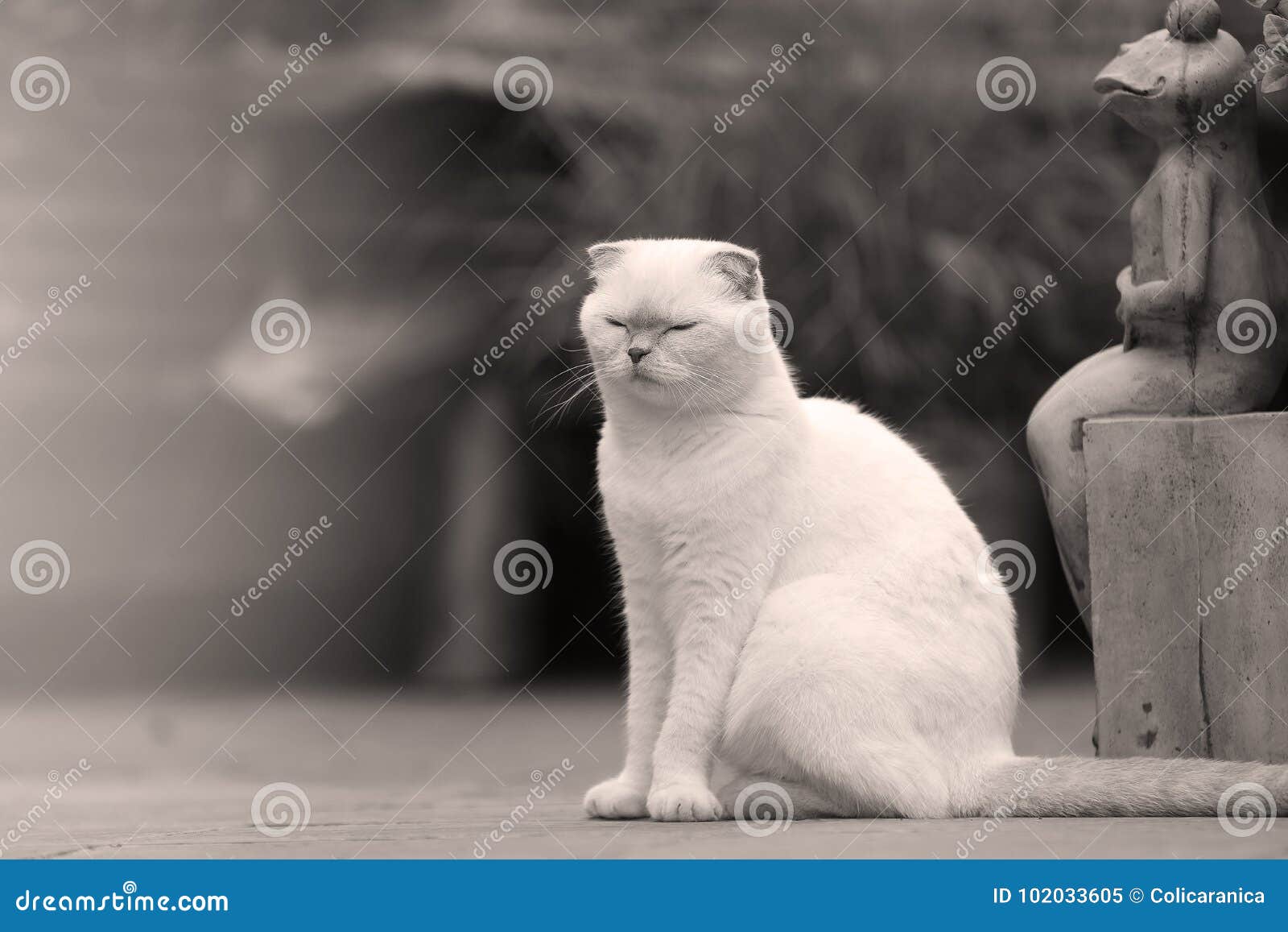 White cat stock image. Image of kitten, pets, meow, british - 102033605