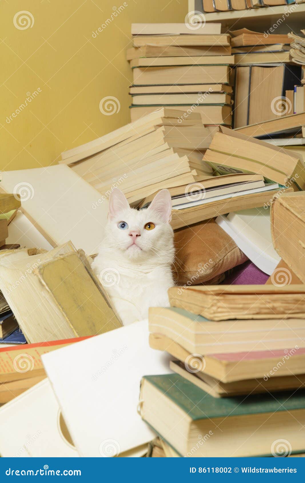 White Cat among a Bunch of Books. Selective Focus. Stock Photo - Image ...