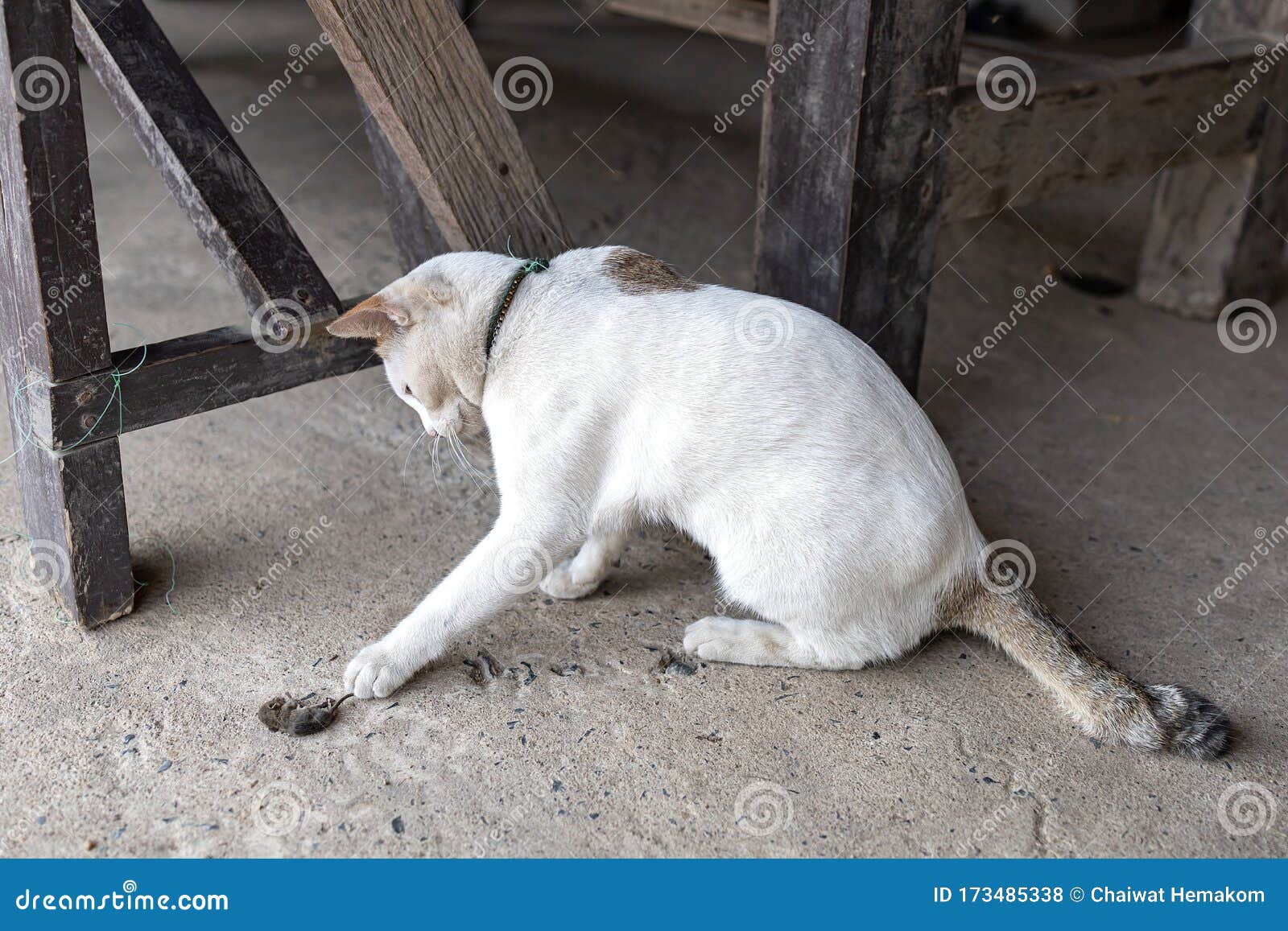 A White Cat Catching a Baby Mouse Stock Photo - Image of cute, furry ...