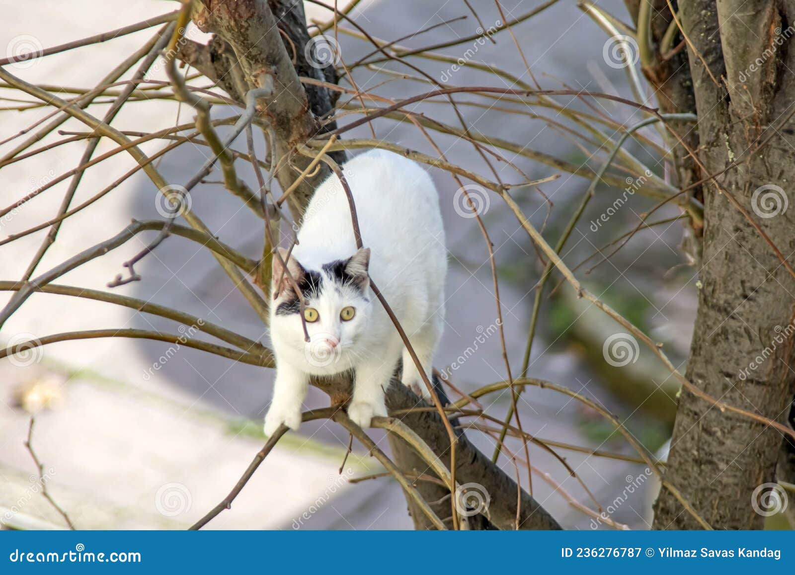 White cat climbing a tree stock image. Image of climb - 236276787