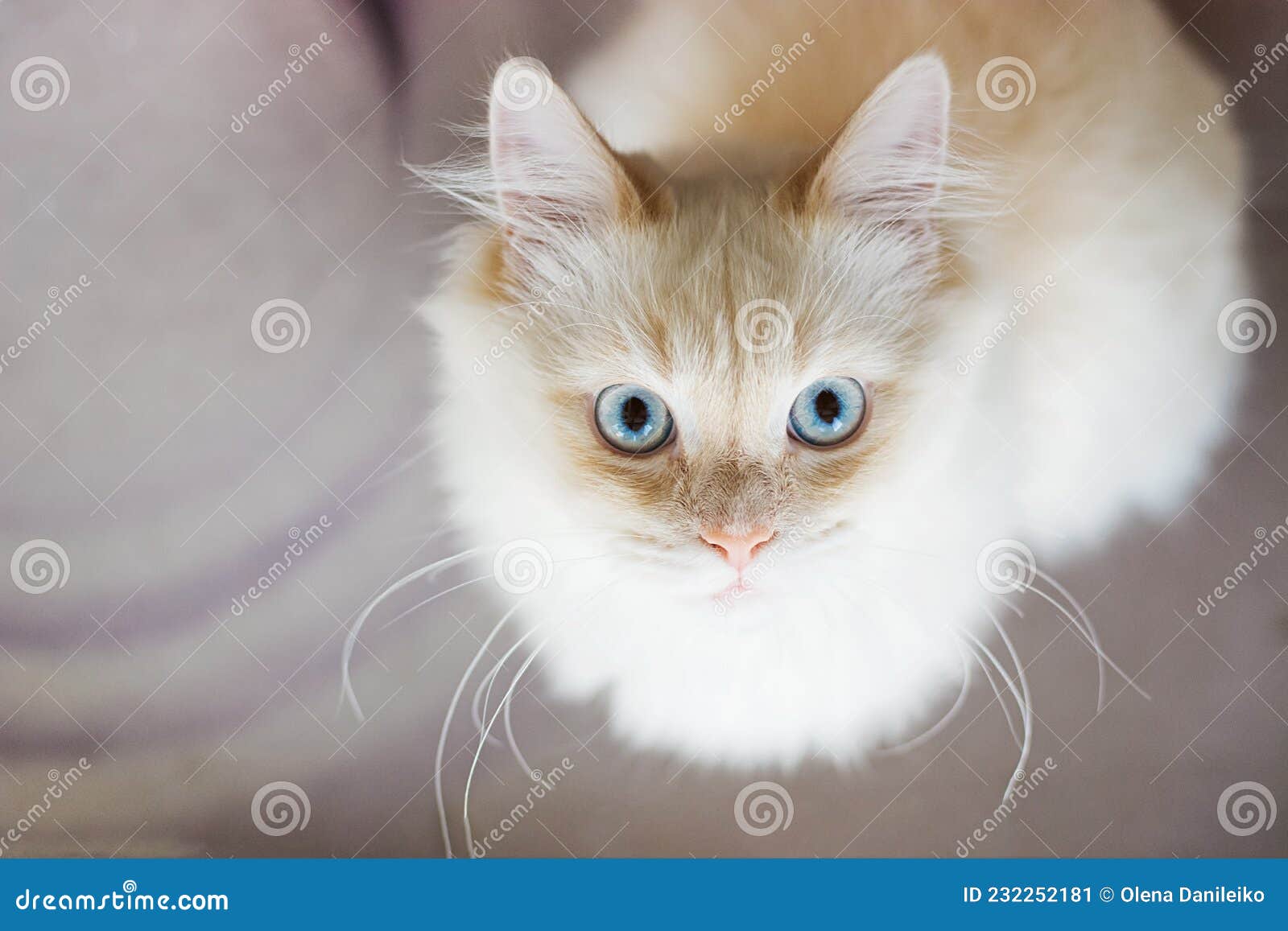 A White Cat in a Crouching Position with a Wide Eyed Stock Image ...