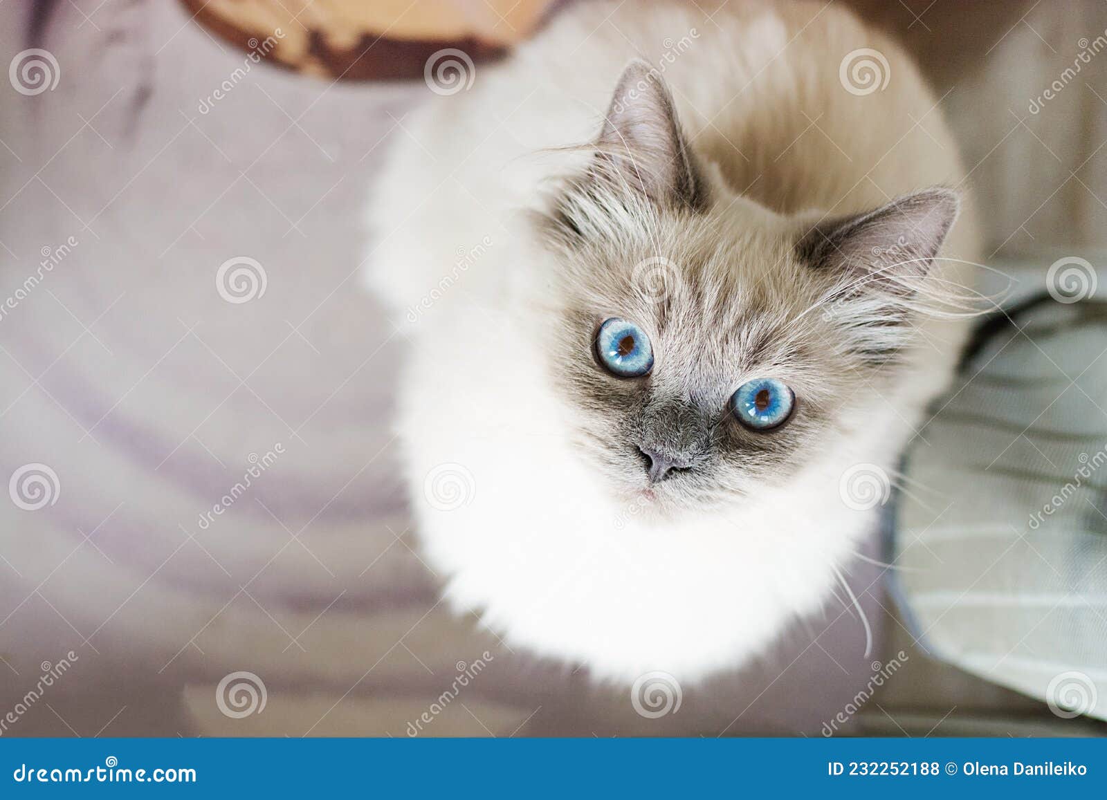 A White Cat in a Crouching Position with a Wide Eyed Stock Photo ...
