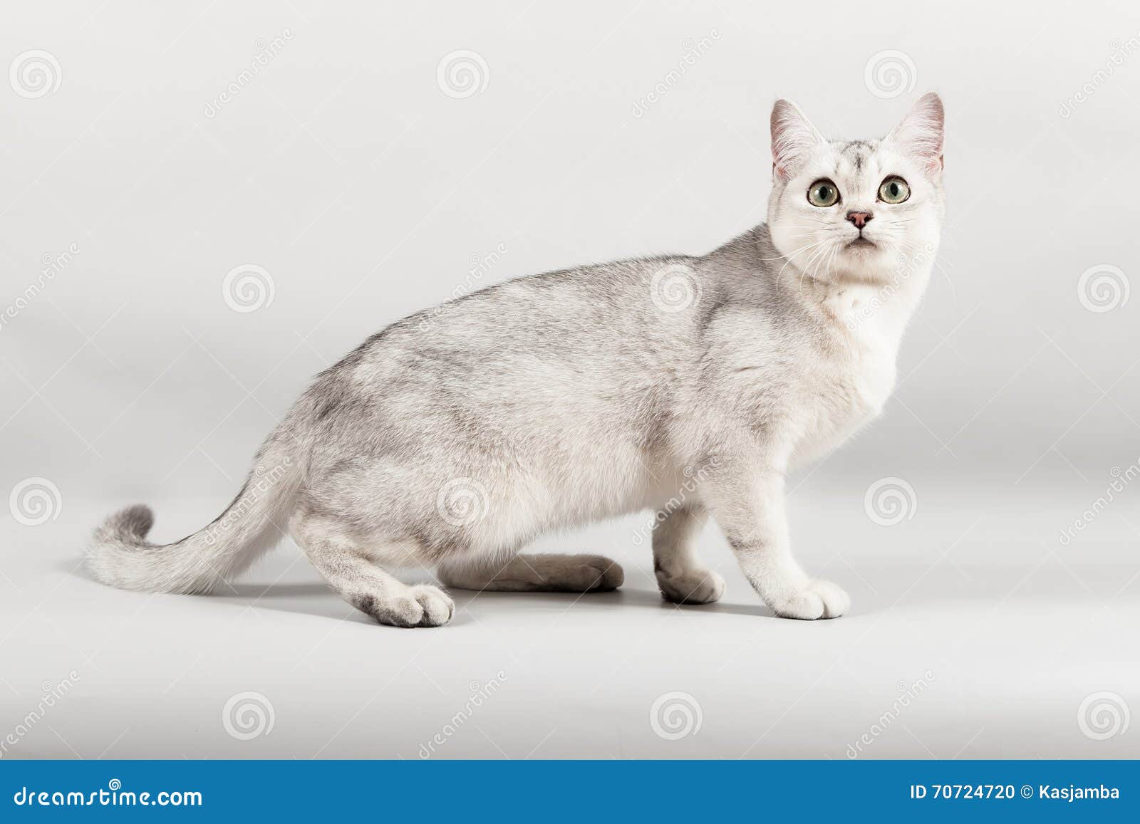 White cat stock photo. Image of feline, single, vertical - 70724720