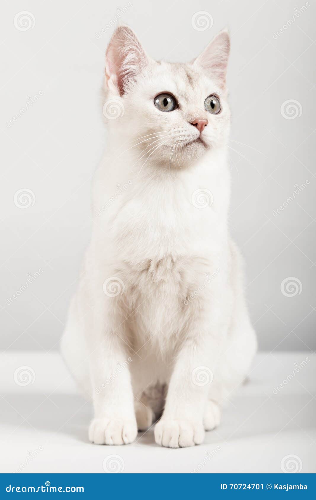 White cat stock image. Image of animal, alone, cute, legs - 70724701