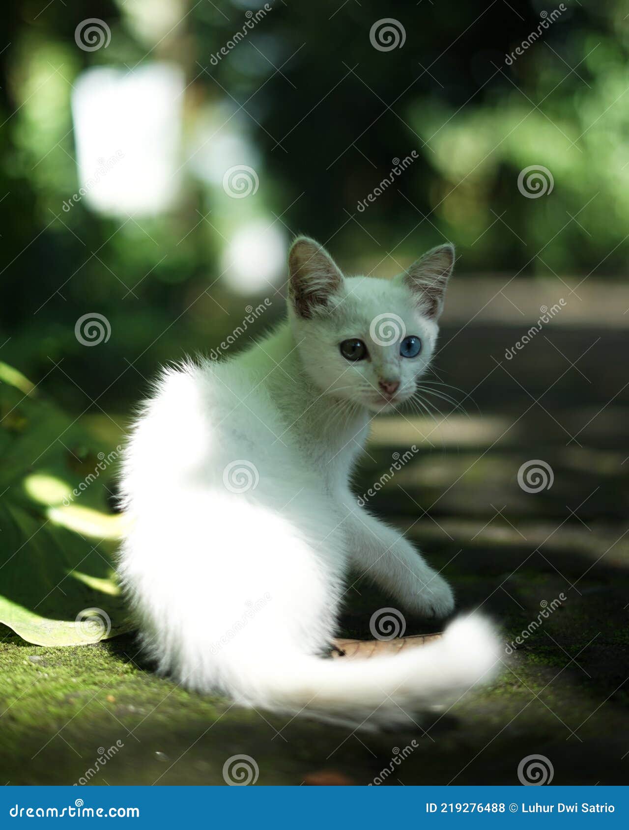 White Cat with Different Eye Color Stock Photo - Image of kitten, color ...