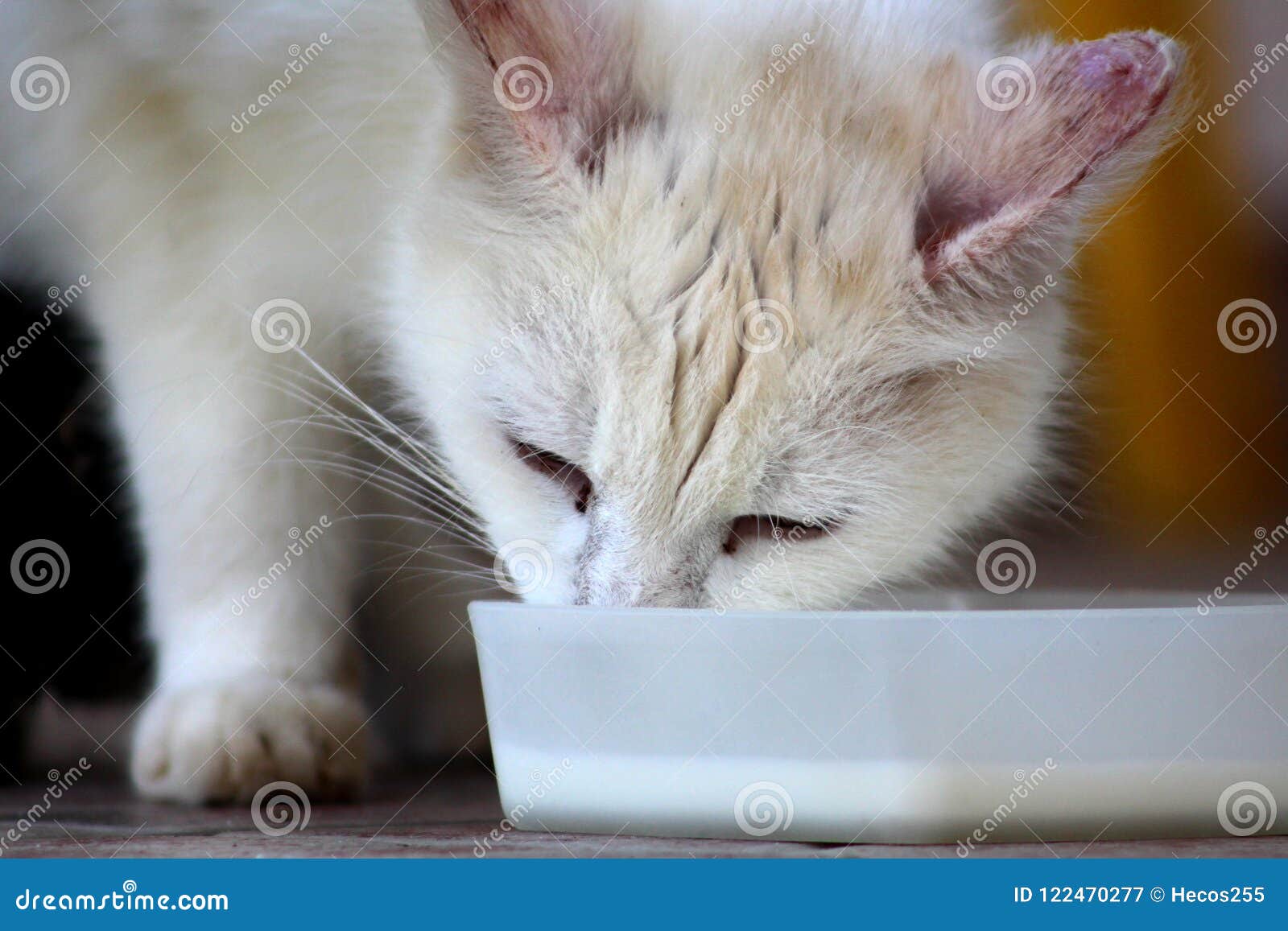 White Cat Drinking Milk from Small Plastic Container Stock Image ...