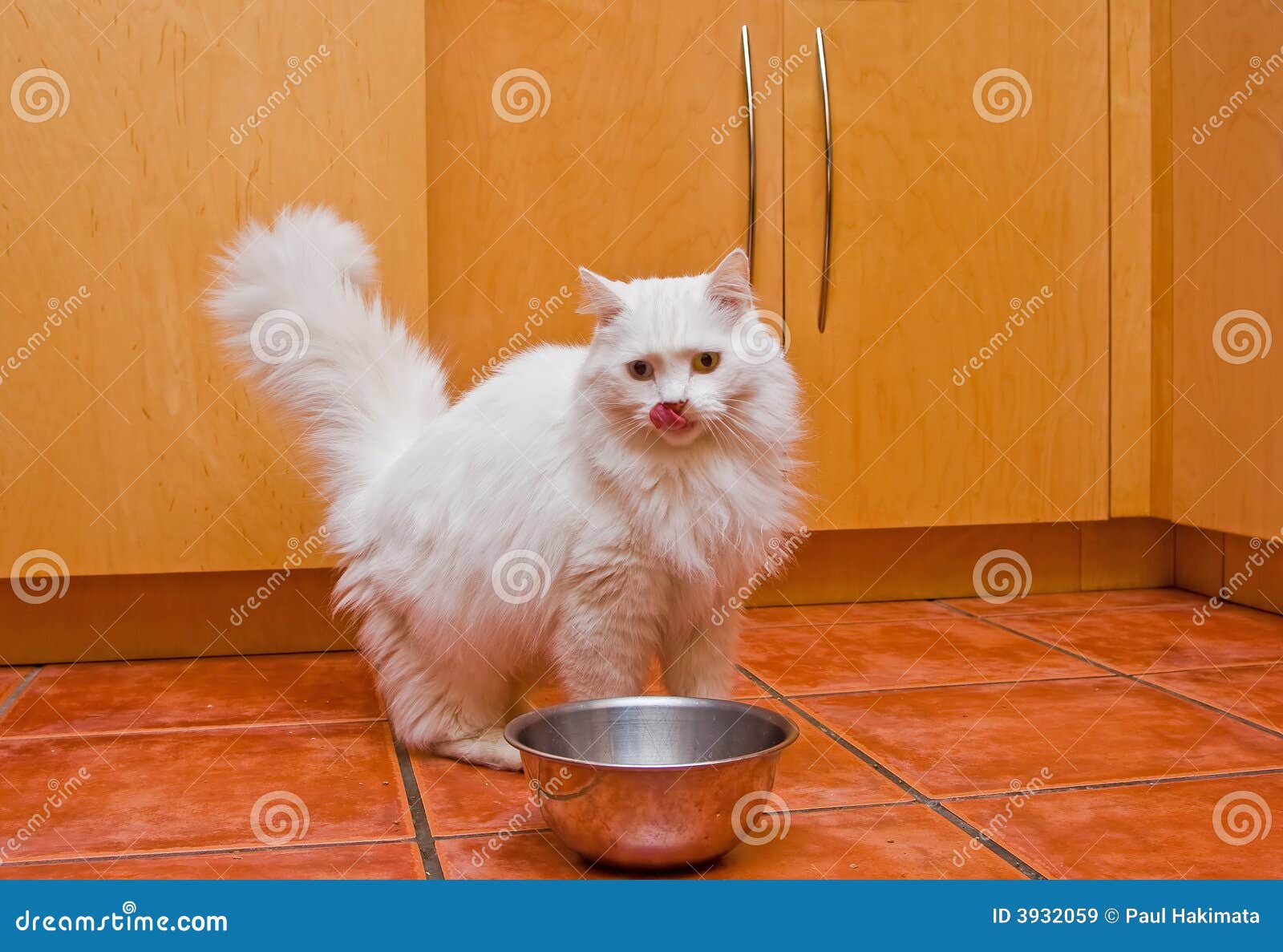 White cat eating stock image. Image of white, elegantly - 3932059