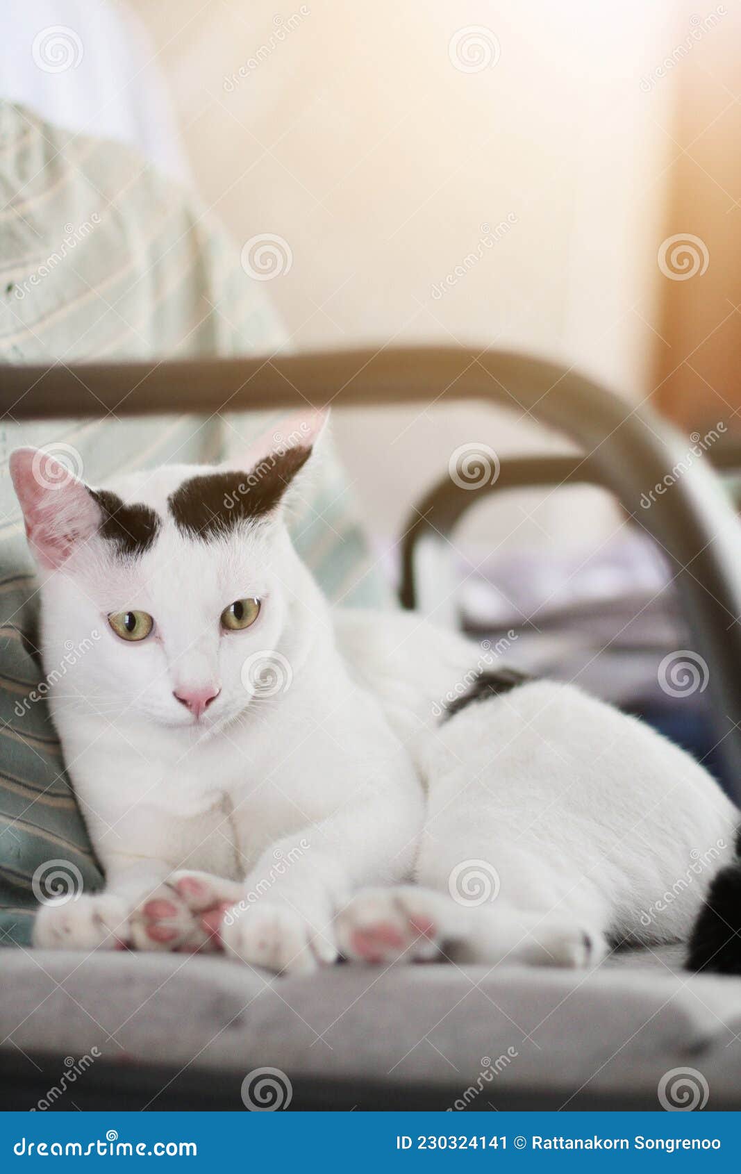 White Cat Enjoy and Relax on Armchair Stock Image - Image of canine ...