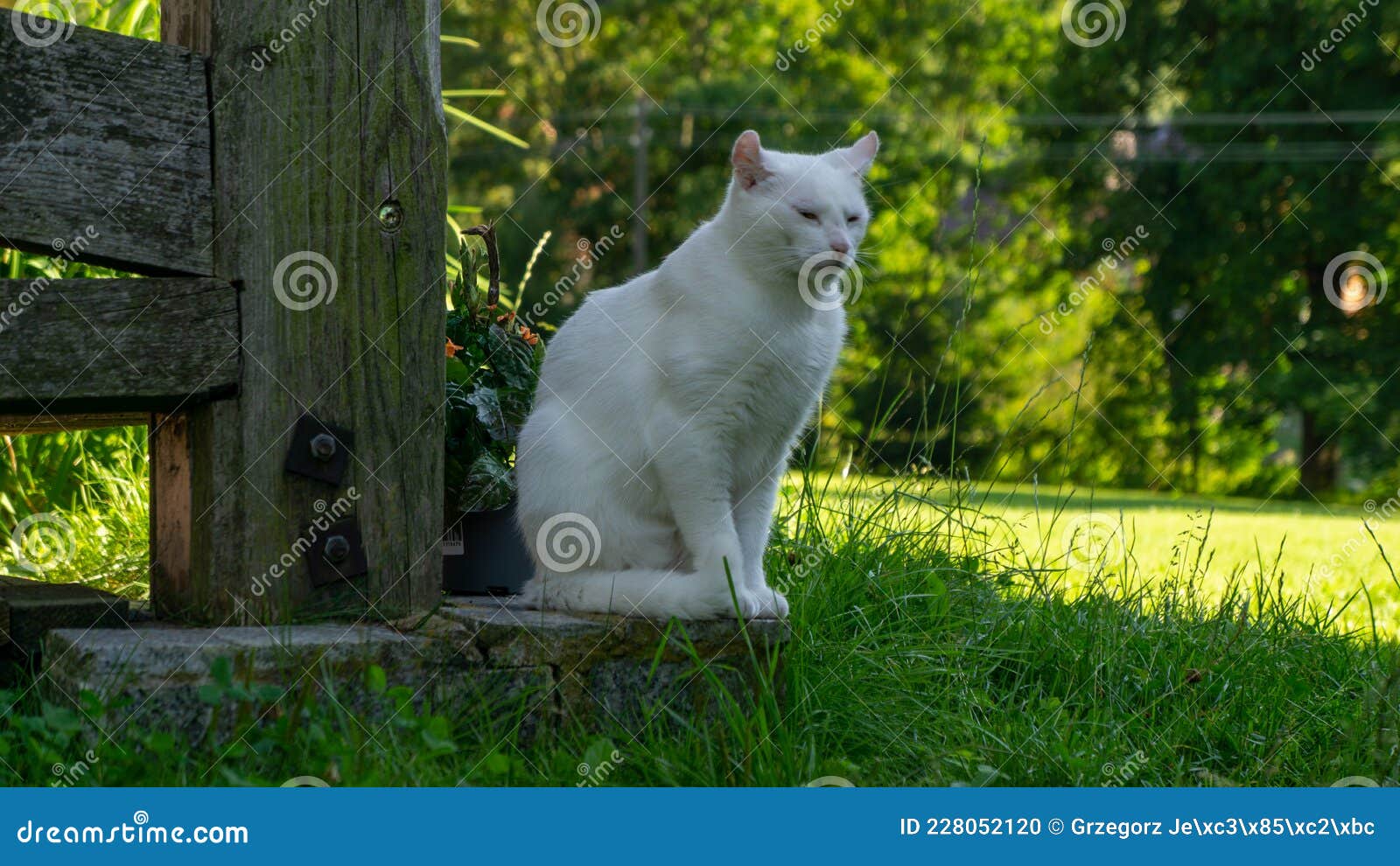 White cat. European race stock photo. Image of hunt - 228052120