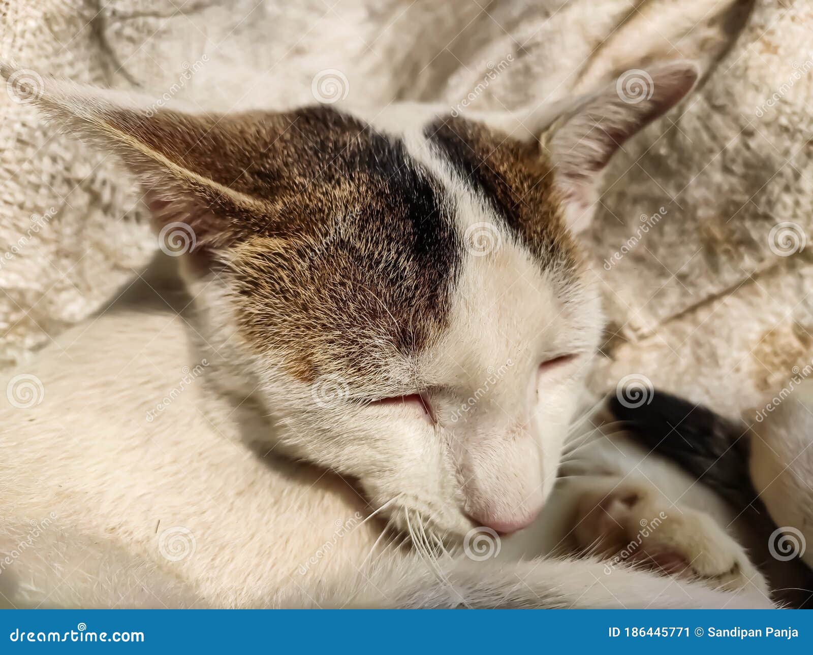 A White Cat Face Close-up Photo in the Morning when Sunlight Fall on ...