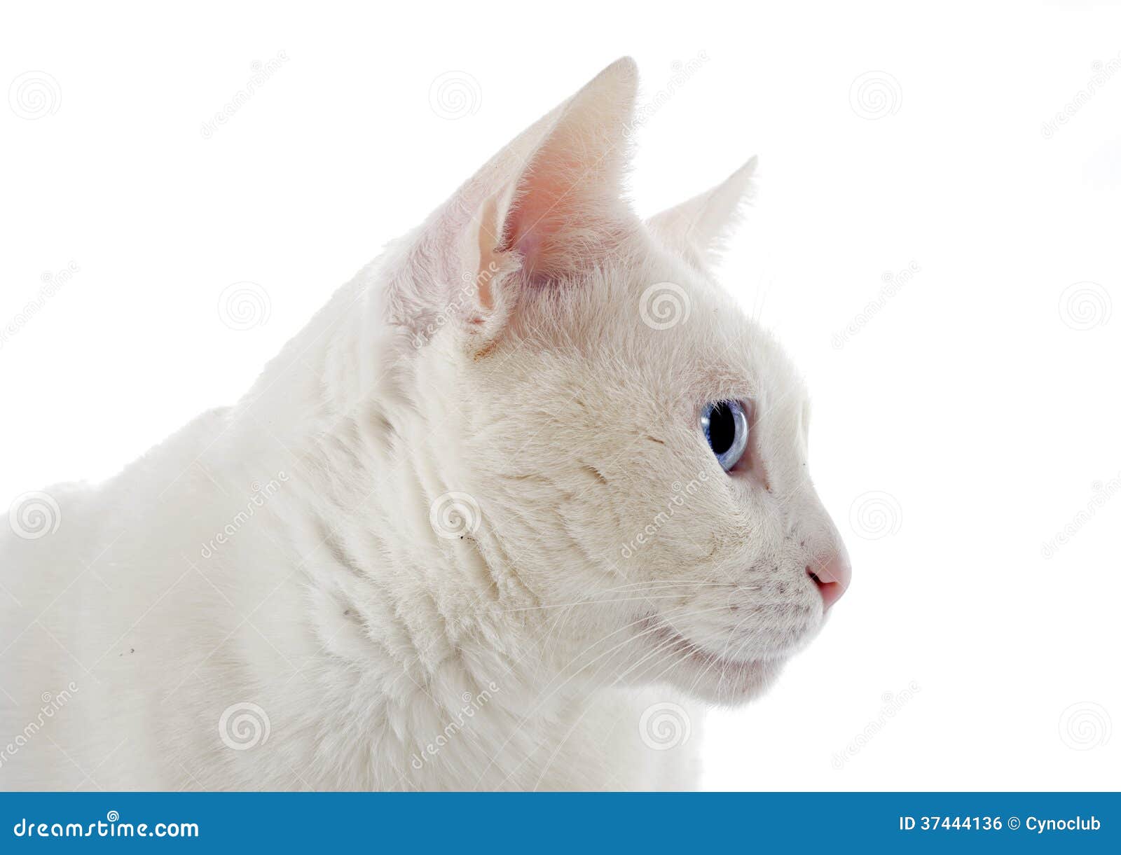 White cat stock photo. Image of white, background, cute - 37444136