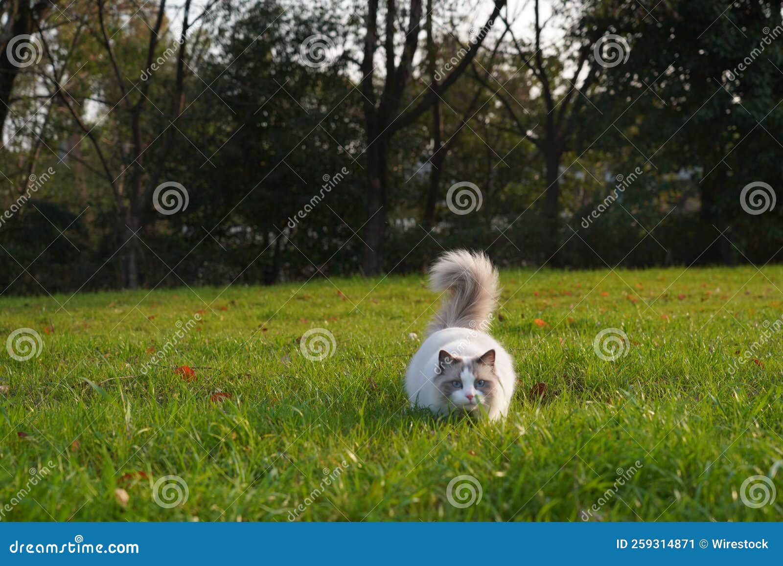 White Cat with Furry Tail in the Middle of a Green Park Stock Image ...