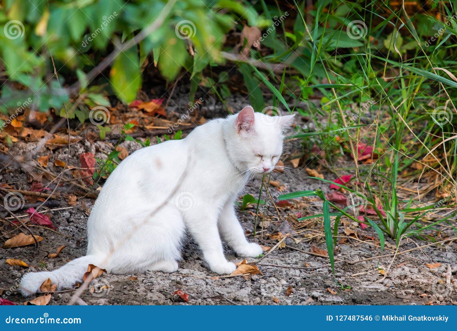 White Cat in Garden. Sad Mood or Pet Disease Concept Stock Photo ...