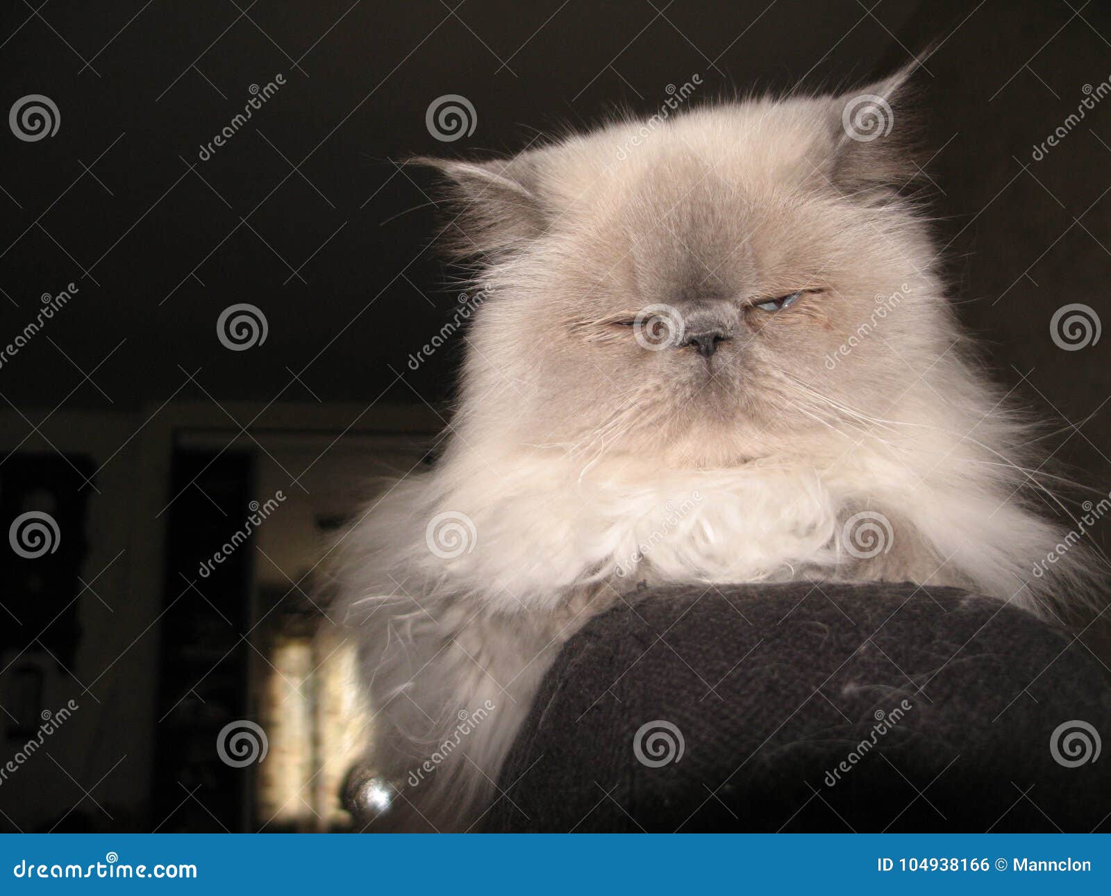 White Cat with Gray Ears and Blue Eyes Stock Photo - Image of fluffy ...