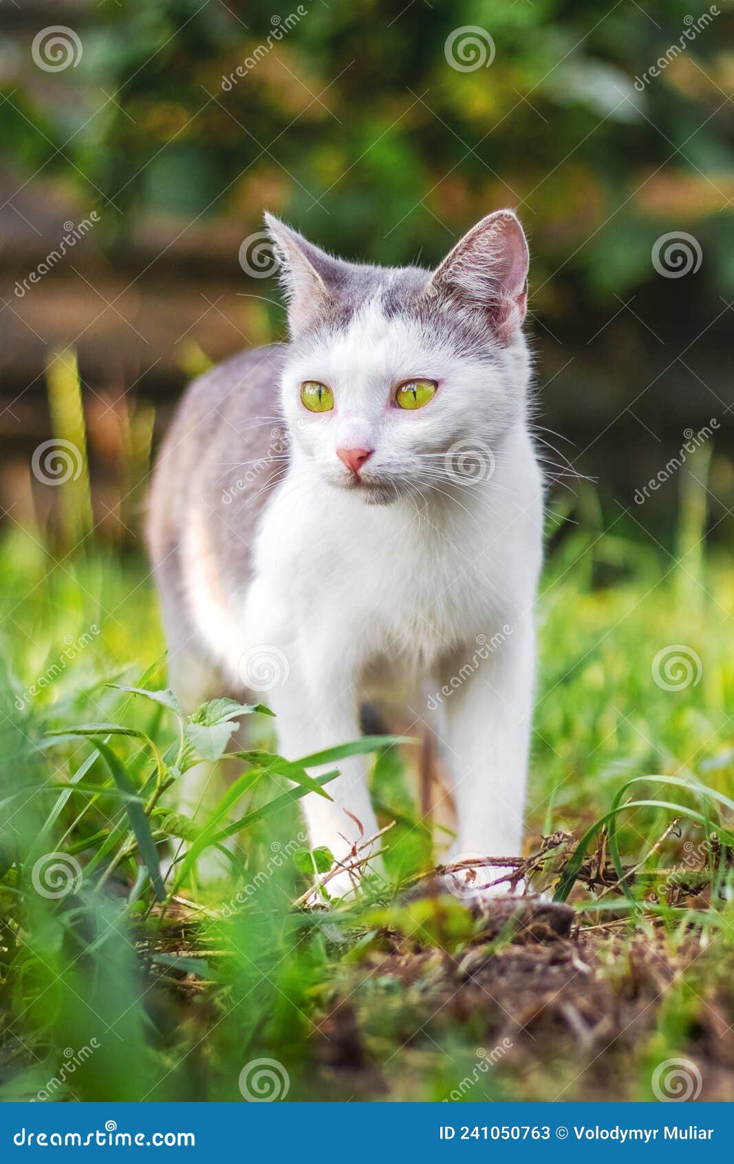 A White Cat with Gray Spots Walks in the Garden Stock Image - Image of ...