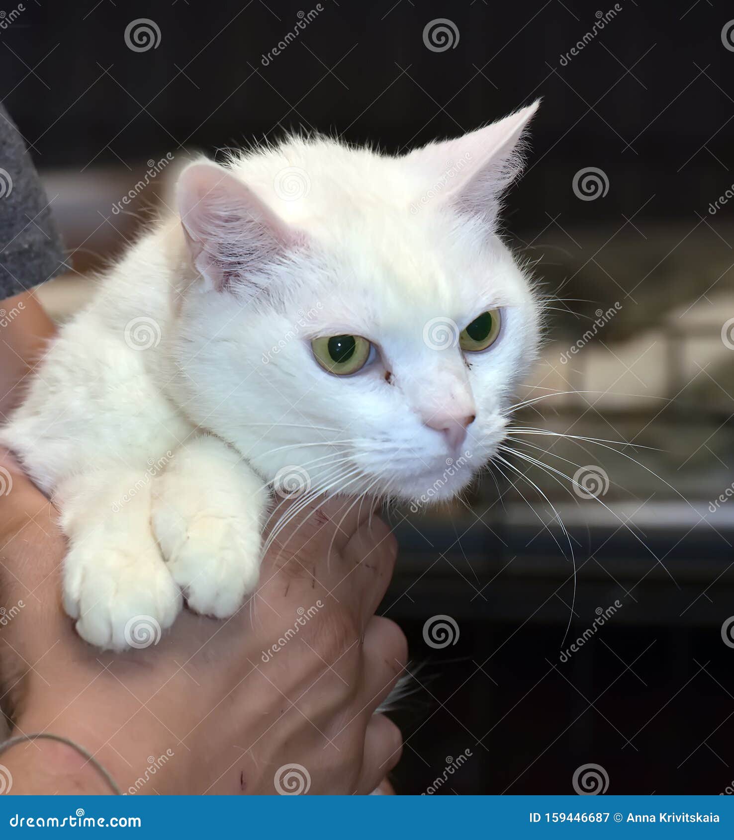 White cat in the hands stock image. Image of care, casual - 159446687