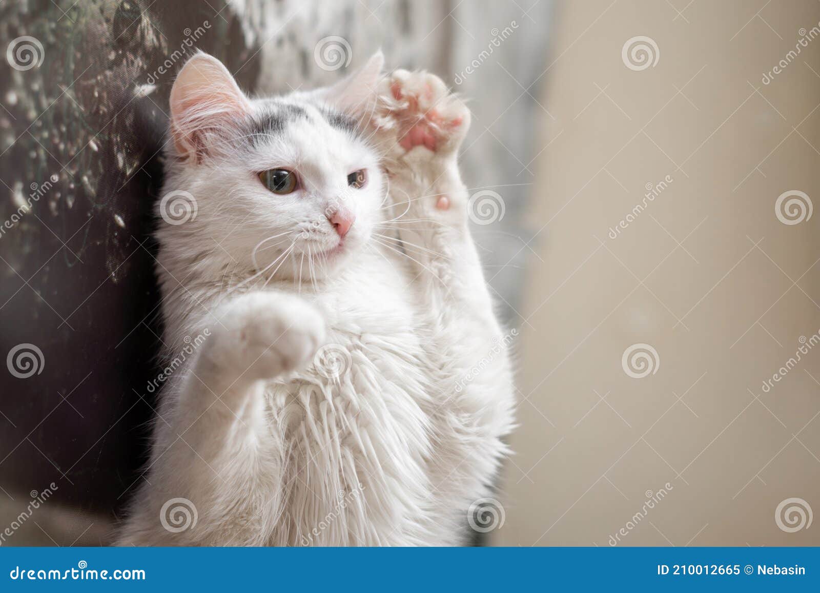 The White Cat is Holding Its Paws Raised Stock Image - Image of nature ...