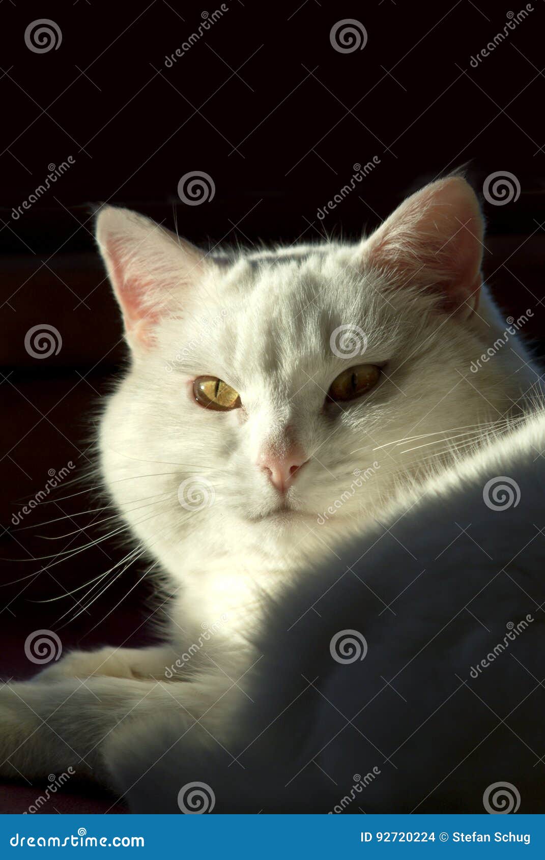 White Cat stock photo. Image of portrait, mammal, white - 92720224