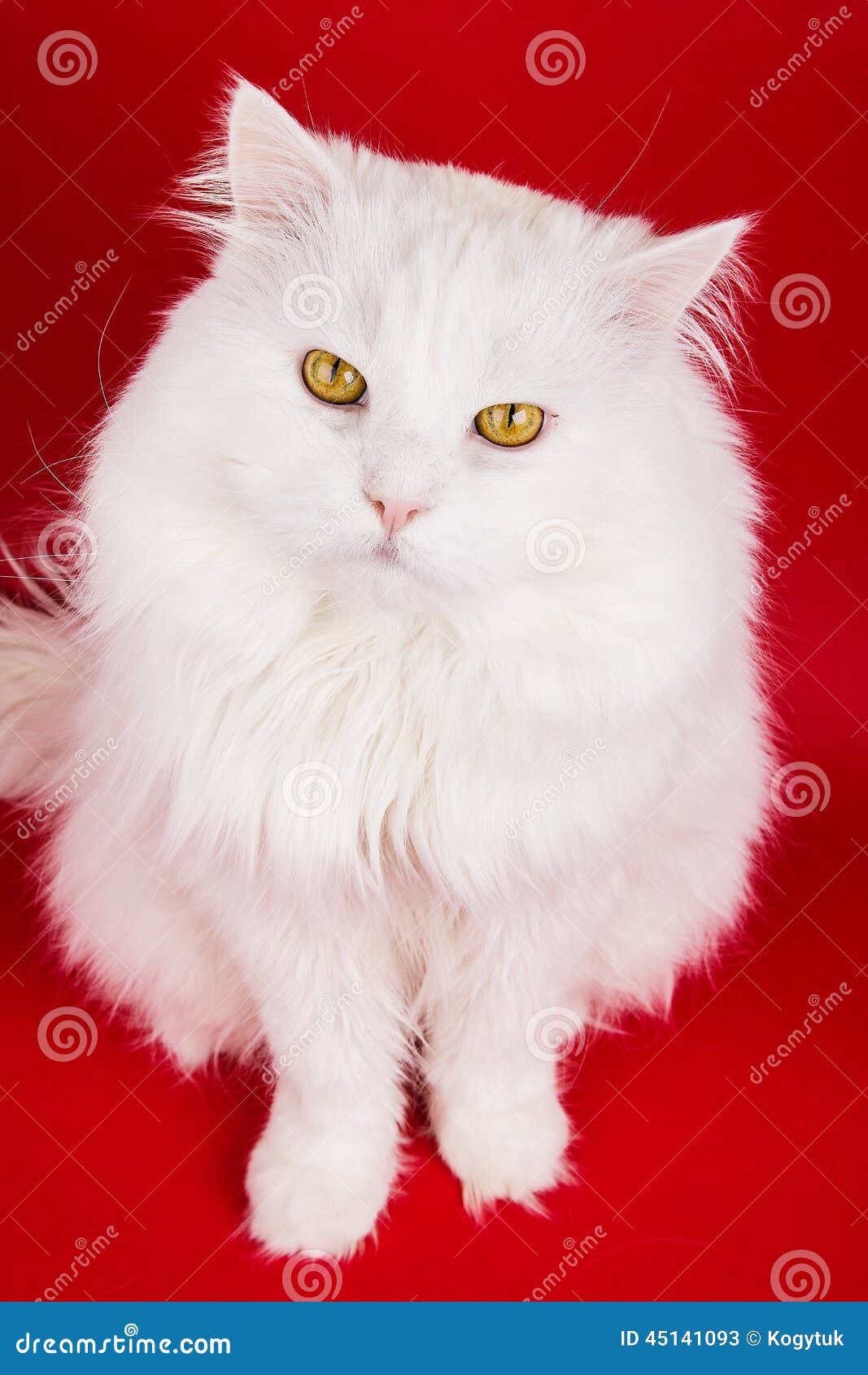 White cat stock image. Image of white, mammal, purebred - 45141093