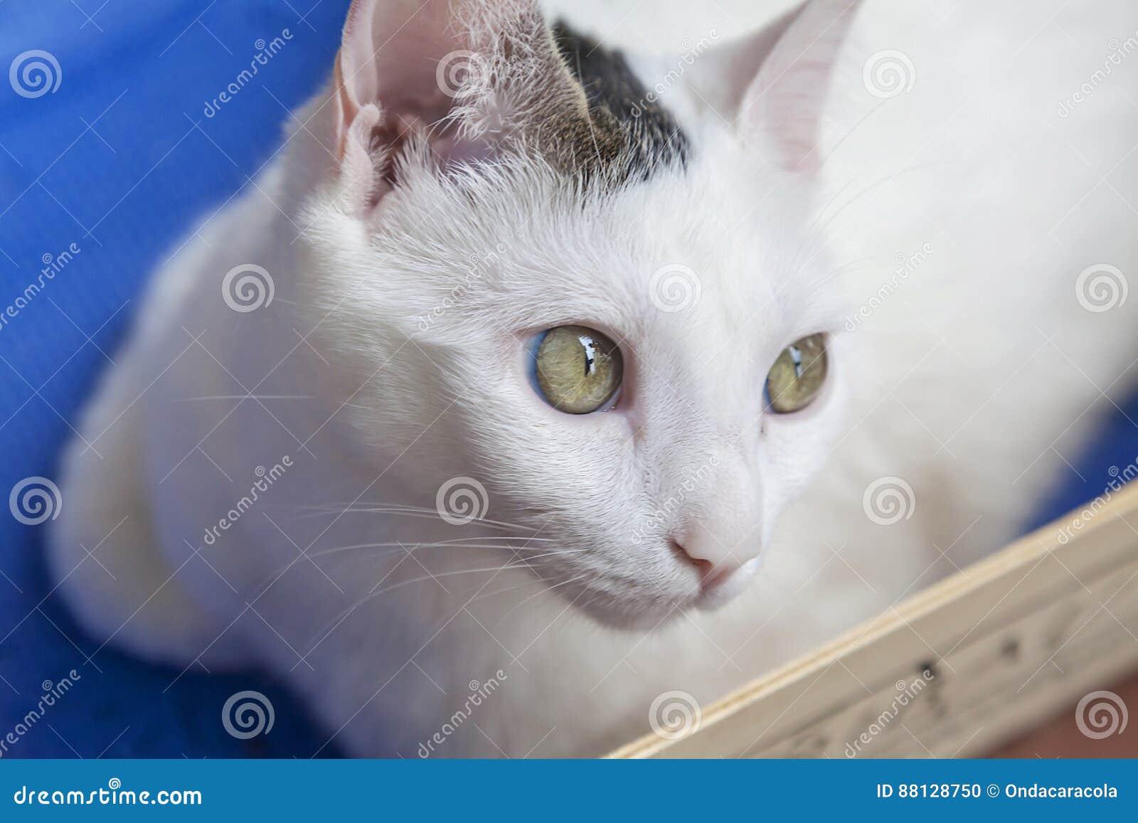 White cat stock photo. Image of green, look, white, eyes - 88128750
