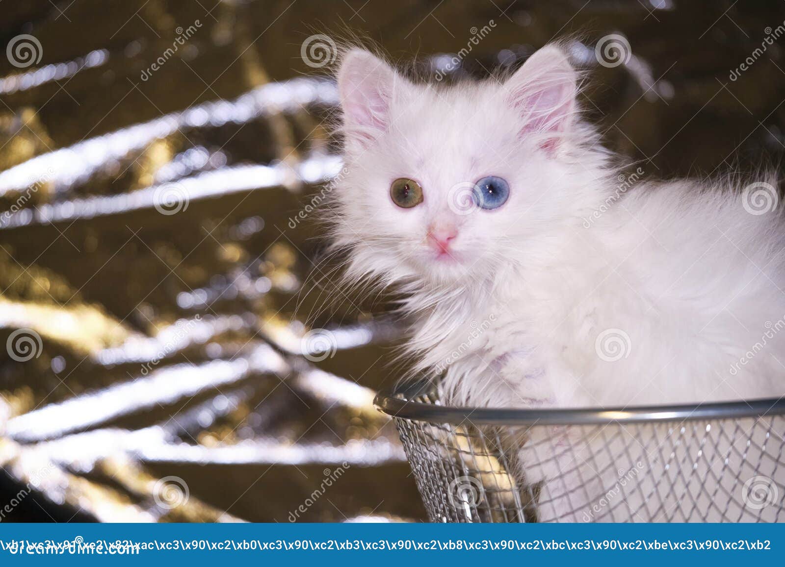 White Cat with a Kitchen Snare Color Stock Photo - Image of cute, tabby ...