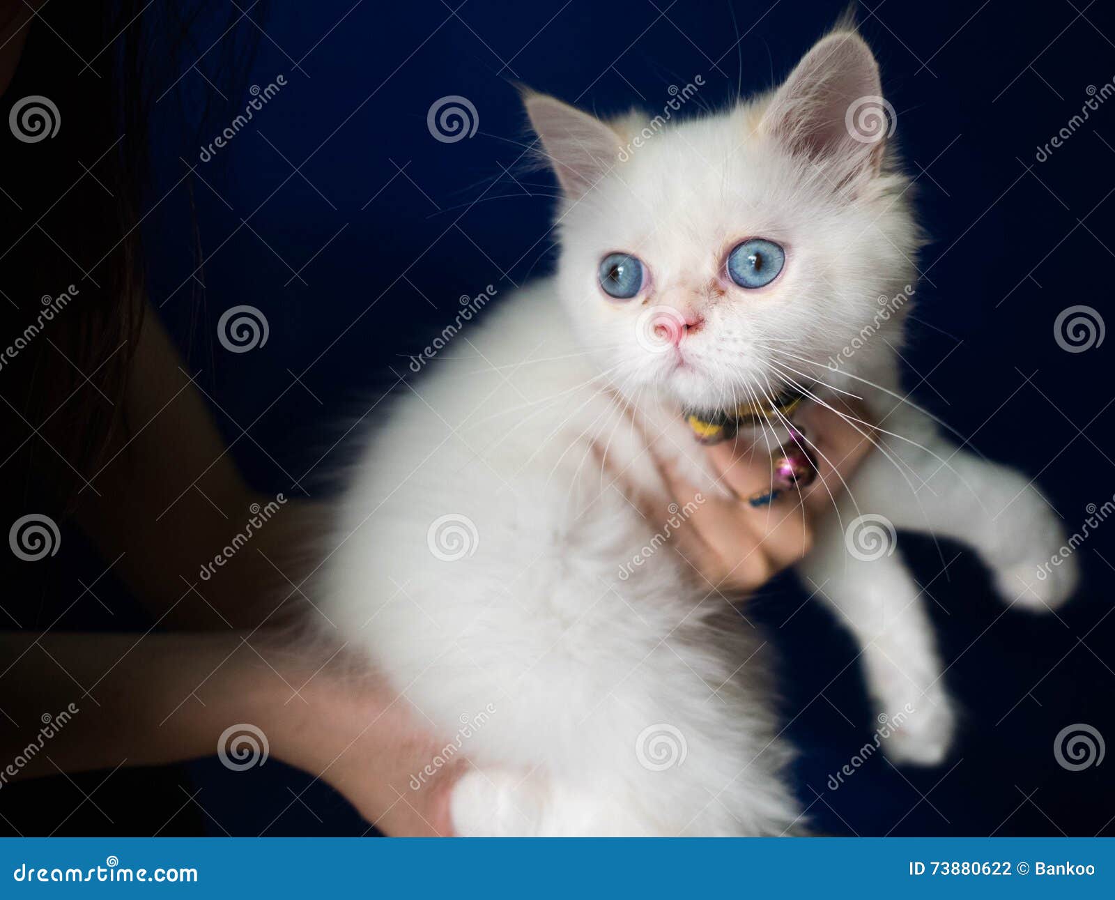 White Cat Kitten with Beautiful Blue Eye on Hand Stock Photo - Image of ...