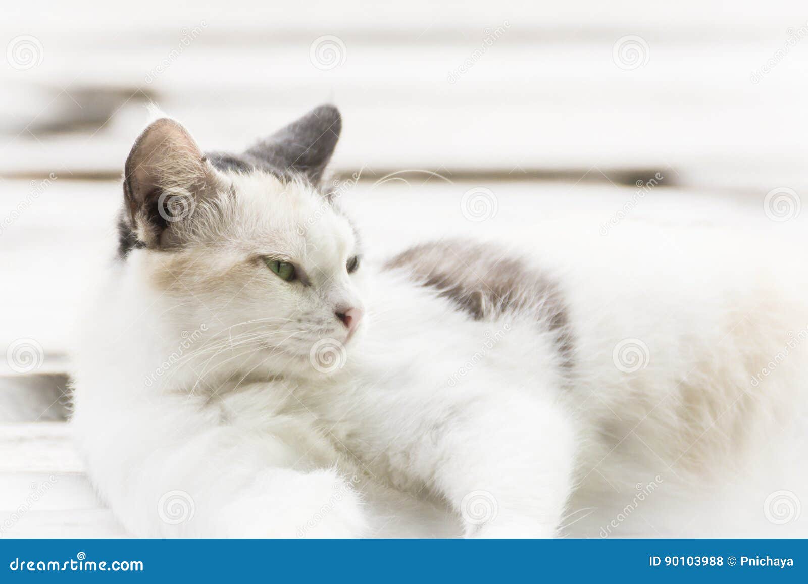 White Cat Lay Down on the Planks Stock Photo - Image of mammal ...