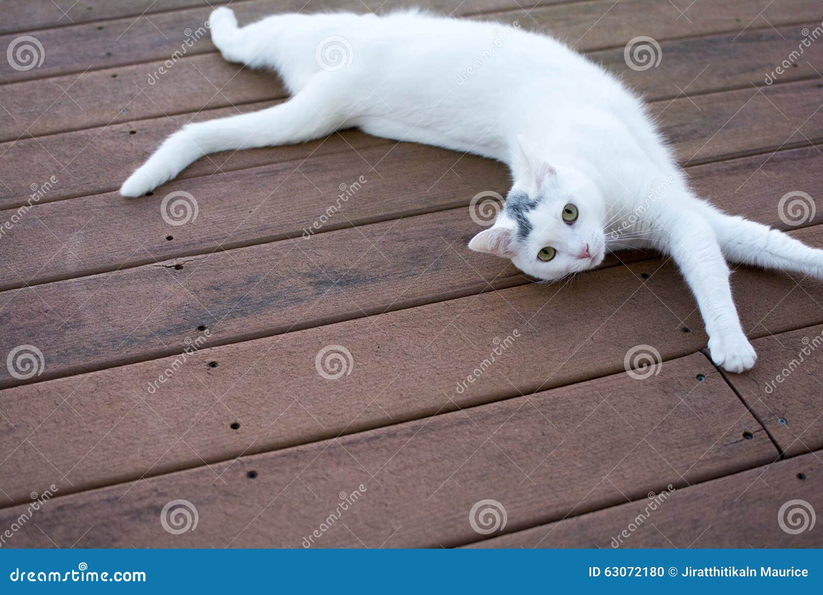White Cat Laydown On The Old Red Deck Stock Photo - Image: 63072180