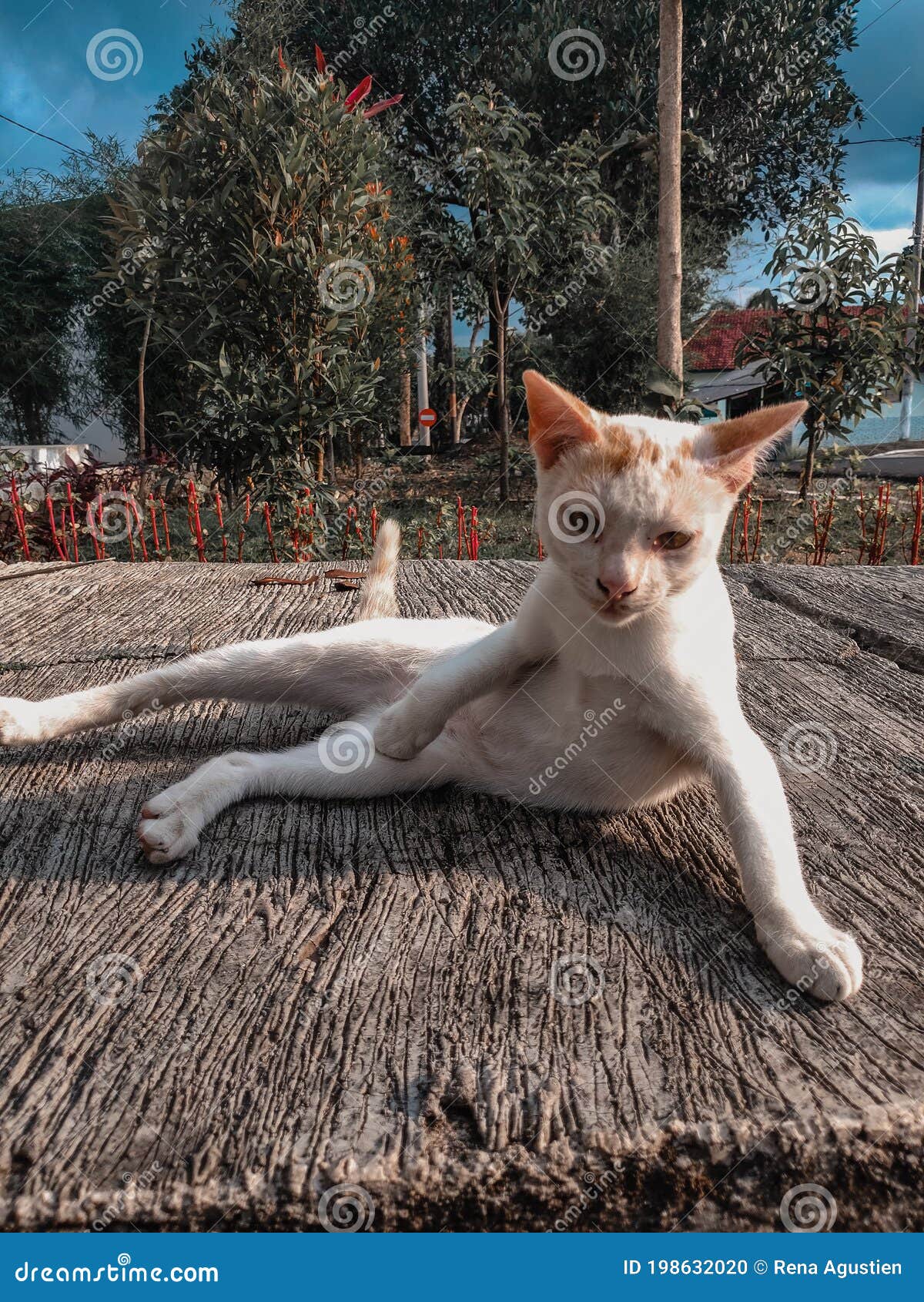 A white cat is laying stock photo. Image of wildcat - 198632020