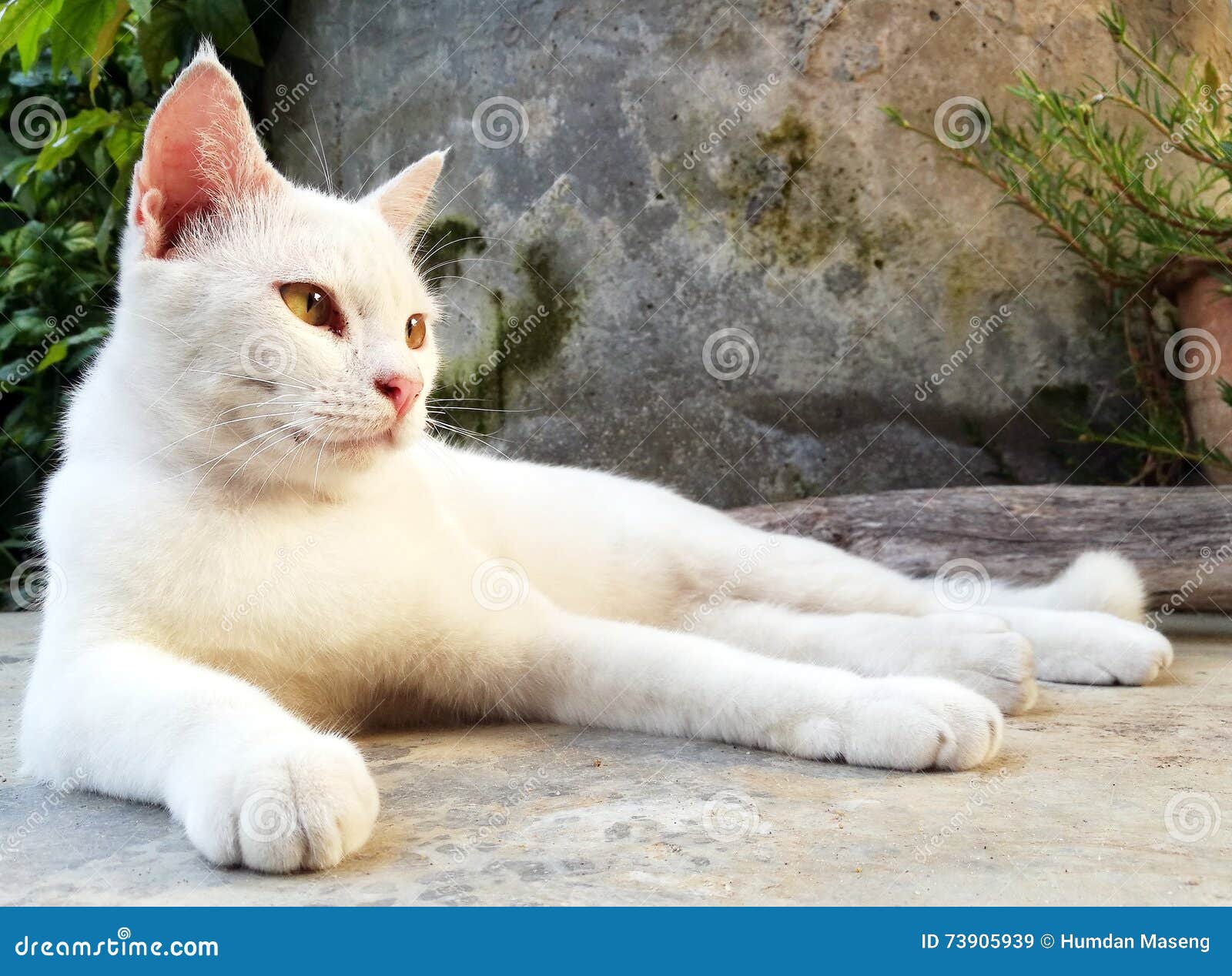 White cat laying down stock image. Image of eyes, brown - 73905939