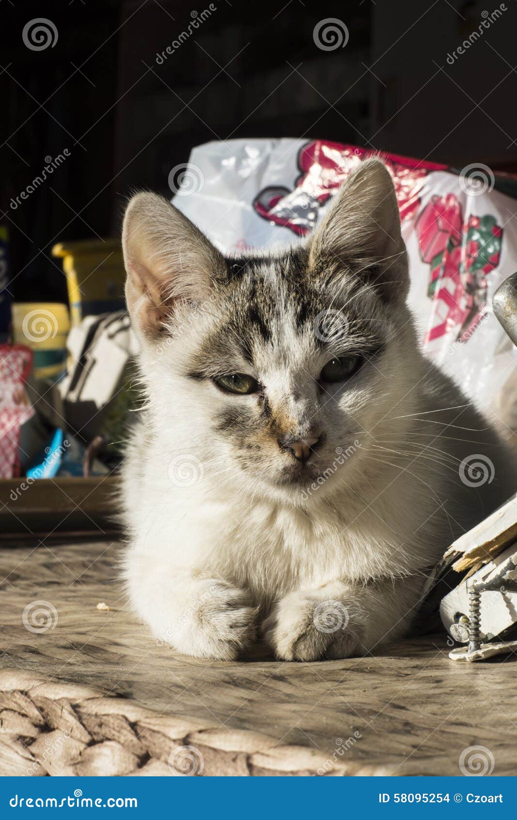White cat laying down. stock photo. Image of look, adorable - 58095254