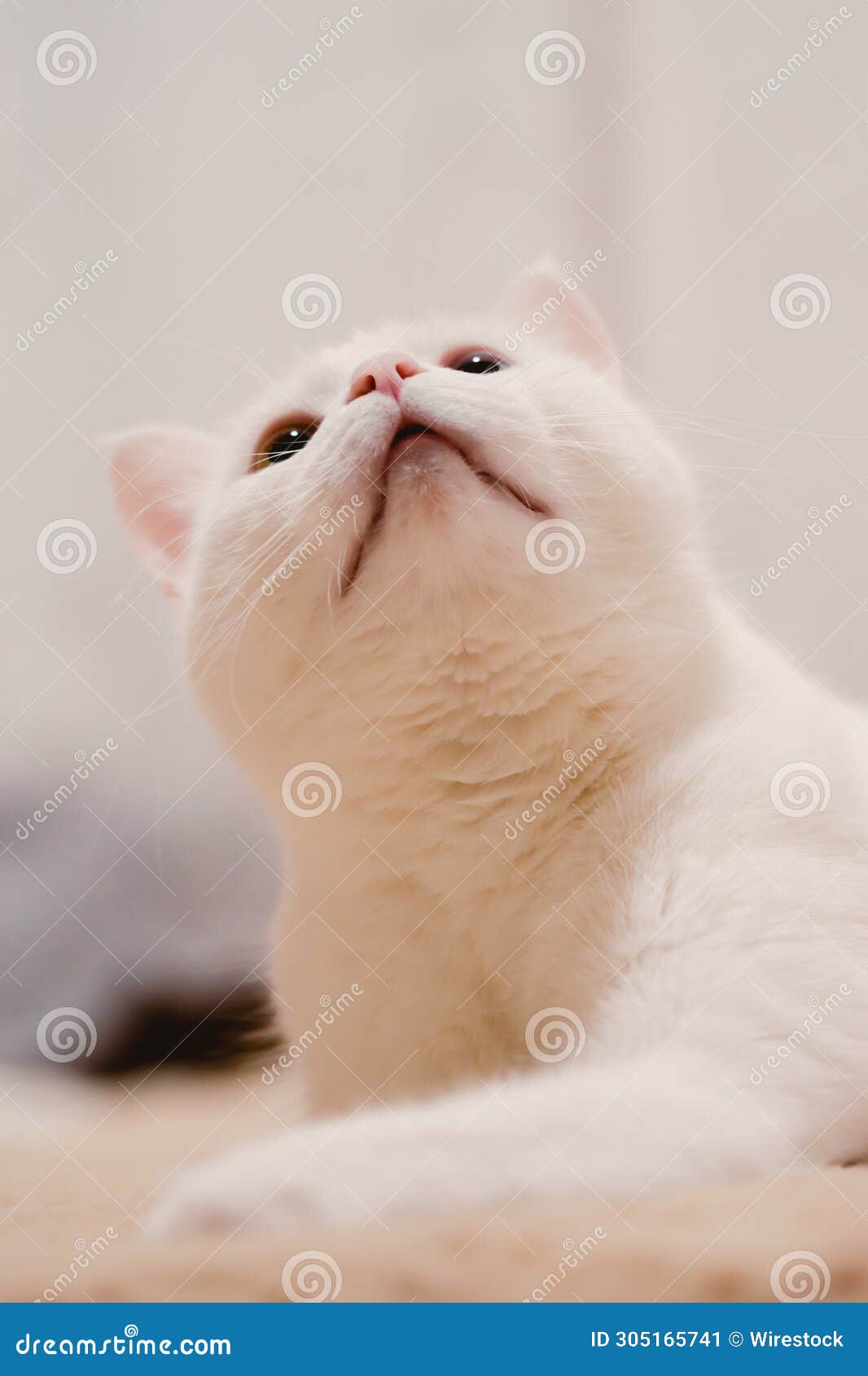 A White Cat Laying Down and Looking Up at Something Above Stock Image ...
