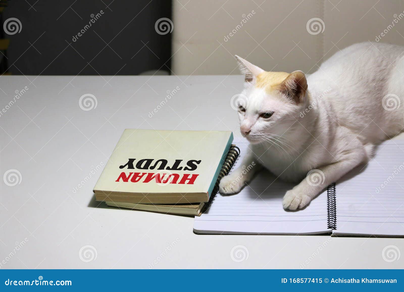 White Cat Laying Down on the Notebook with Human Study Book beside the ...