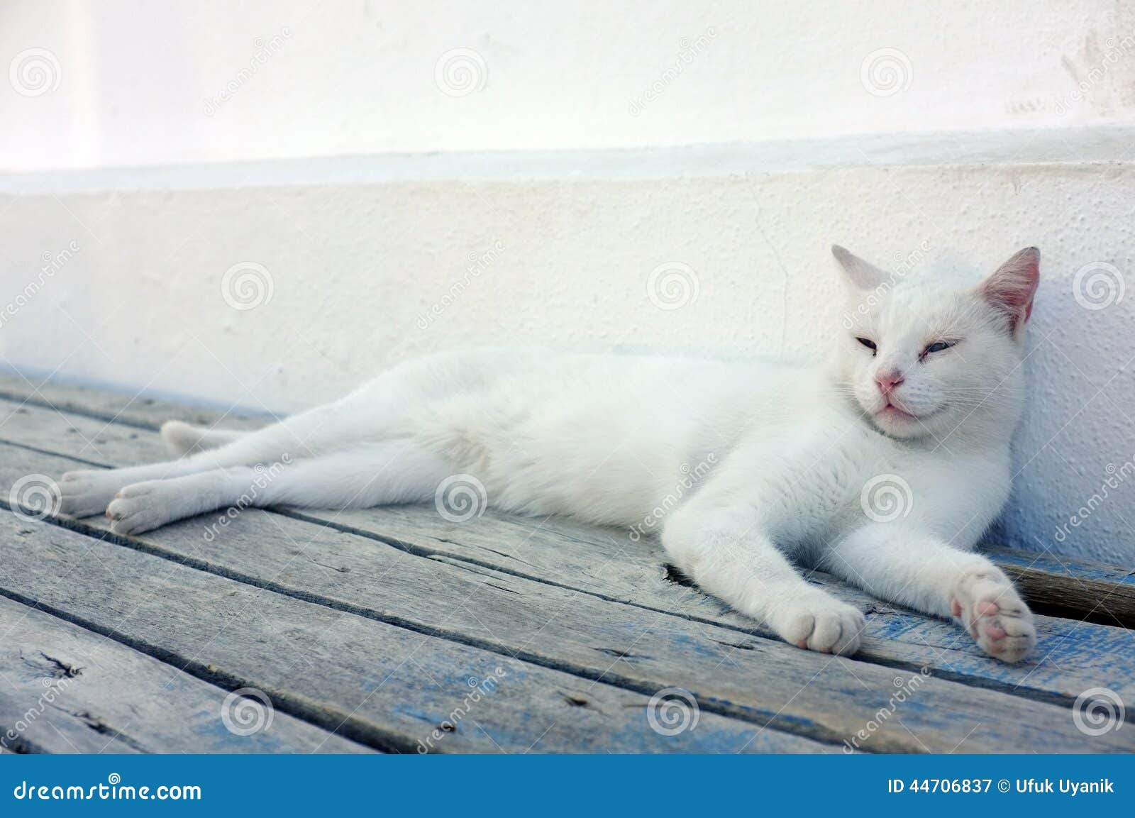 White cat laying down stock image. Image of adorable - 44706837
