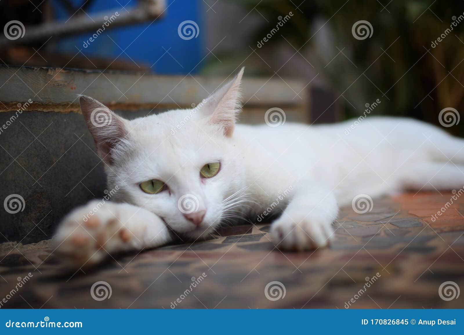 White Cat Laying Down on Staircase Stock Image - Image of staircase ...