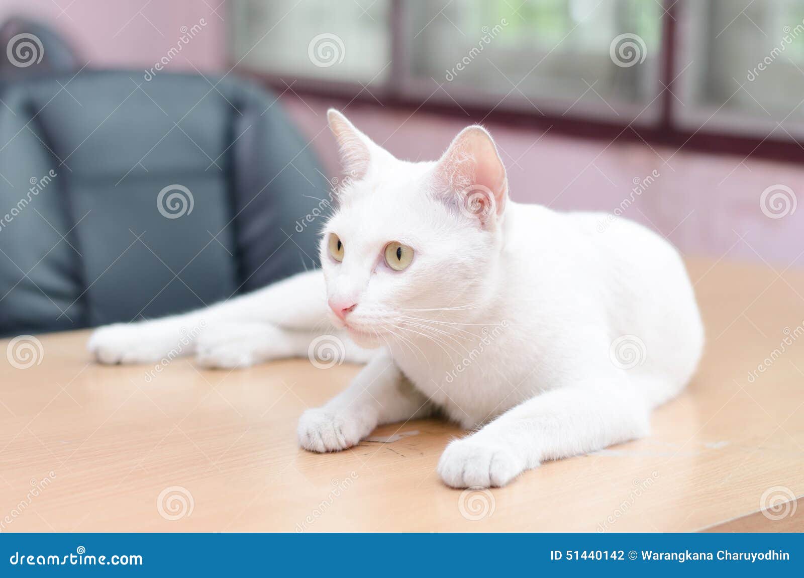 White Cat Laying Down on the Table Stock Photo - Image of animal ...