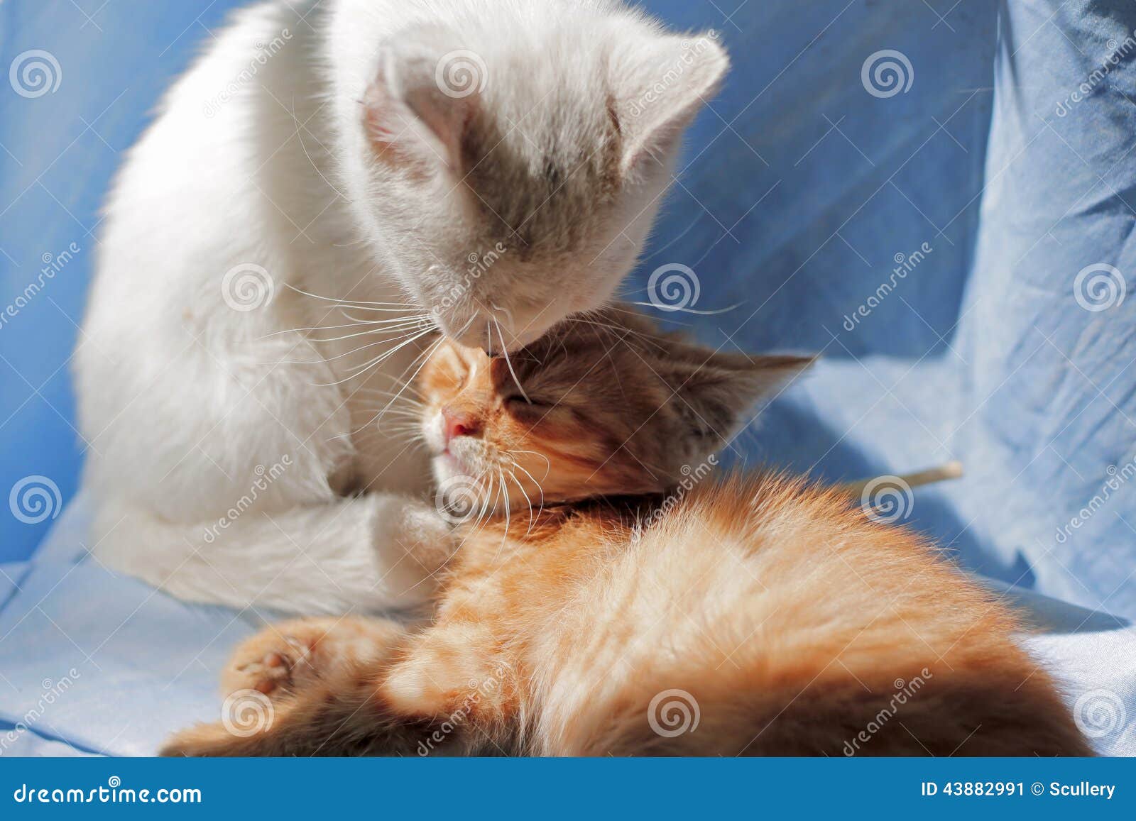 White Cat Licking Head of Red Kitten Stock Image - Image of tretty ...
