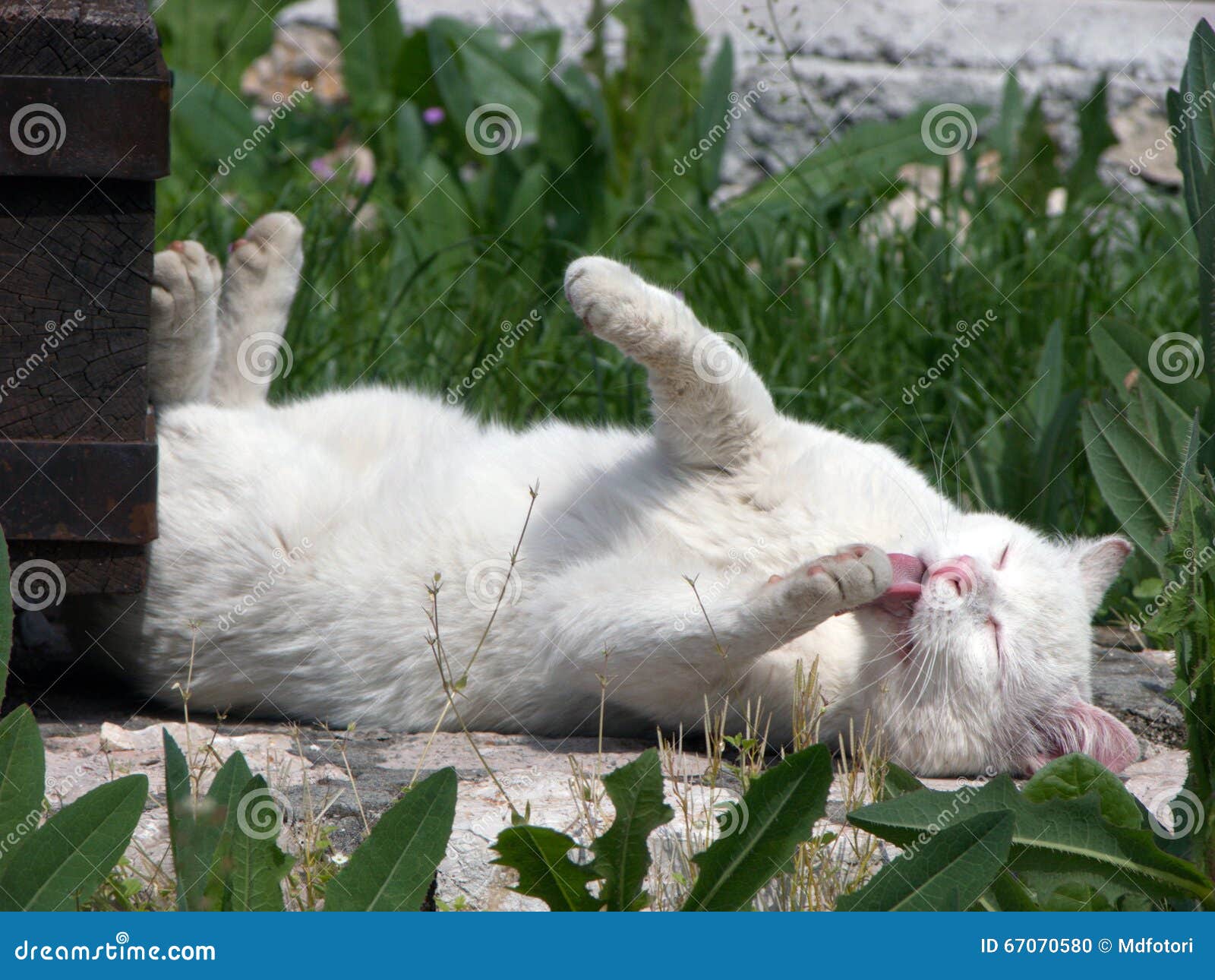 White Cat Licks His Hand on the Green Grass Stock Photo - Image of ...