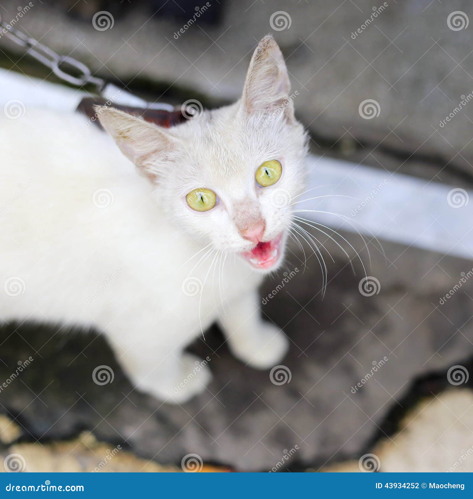 White cat look up stock photo. Image of lock, look, locked - 43934252