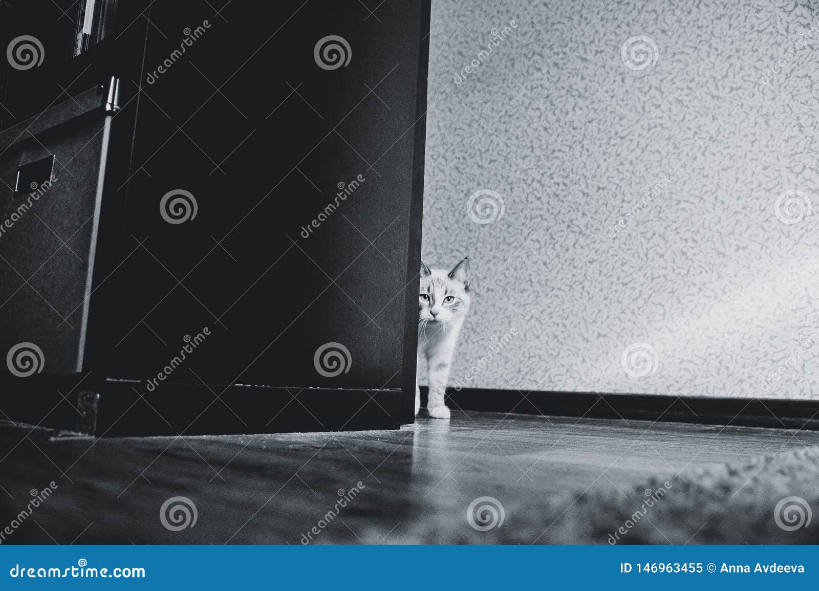 White Cat Looking from Around the Corner of a Rack Stock Image - Image ...