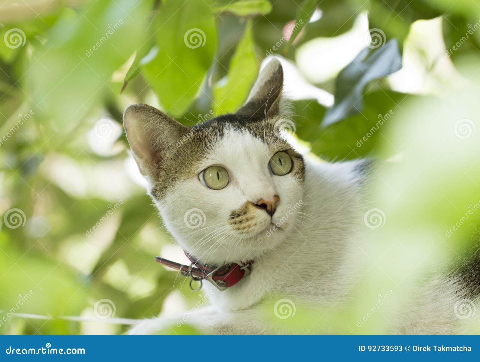 White Cat Looking from Behind Green Leaves Stock Image - Image of ...